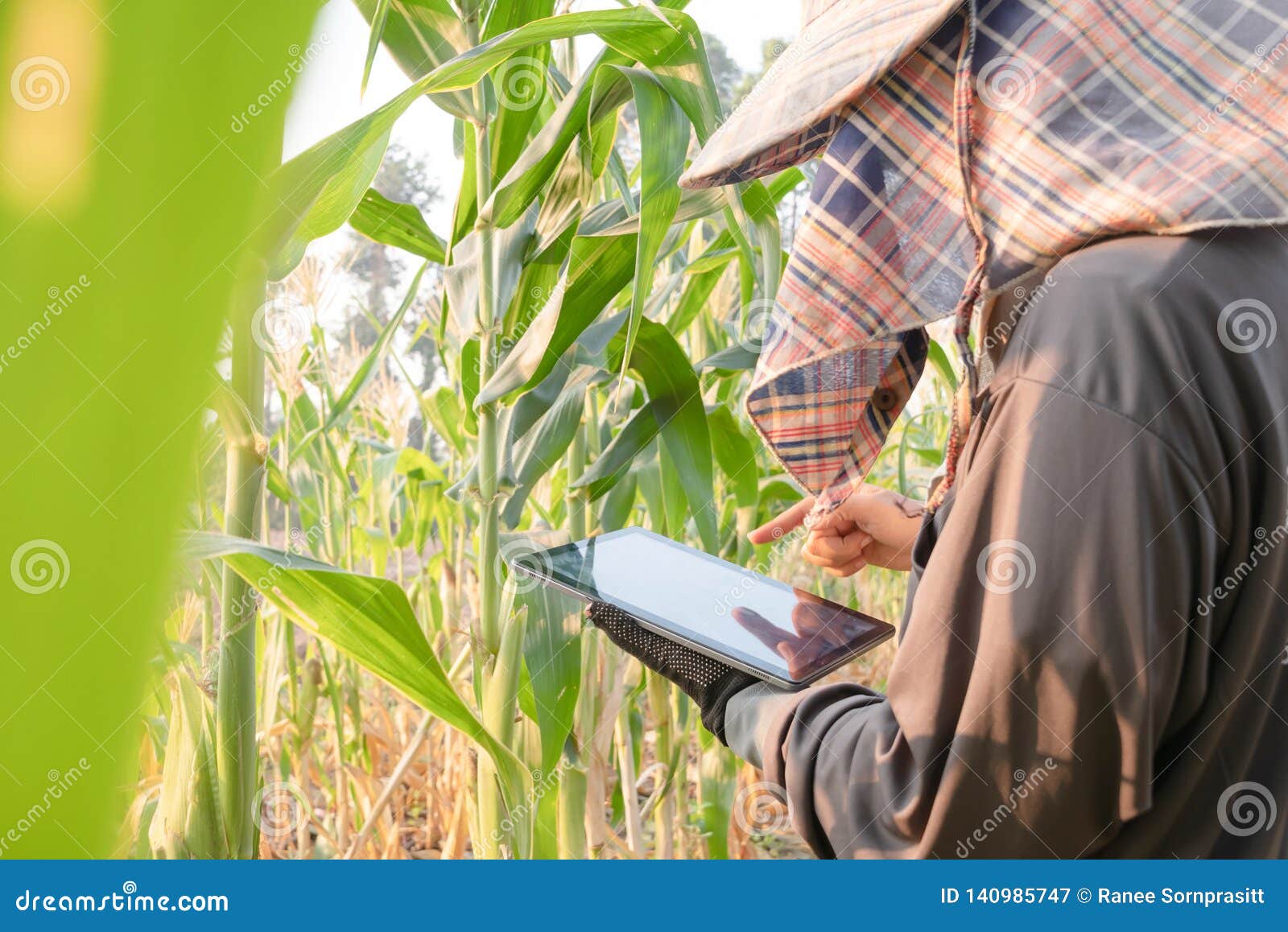 Farmer Recording Growth Using Technology To Help Record Agricultural ...