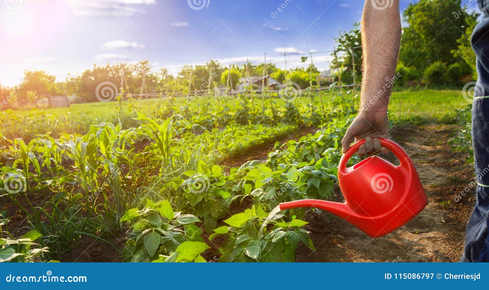 Farmer with Can Watering Garden Stock Image - Image of cultivated ...