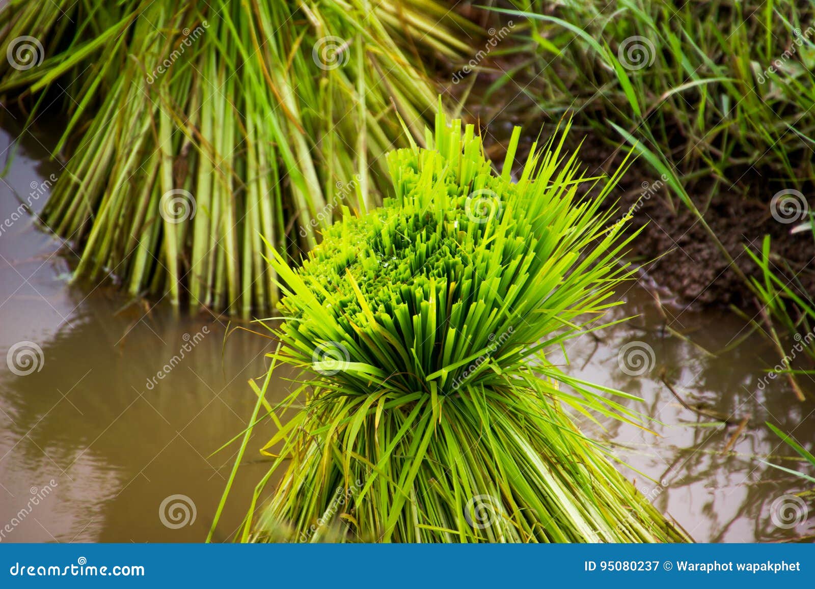 Farmer Rice Farmers Grow Rice, Plow. Stock Image - Image of field ...