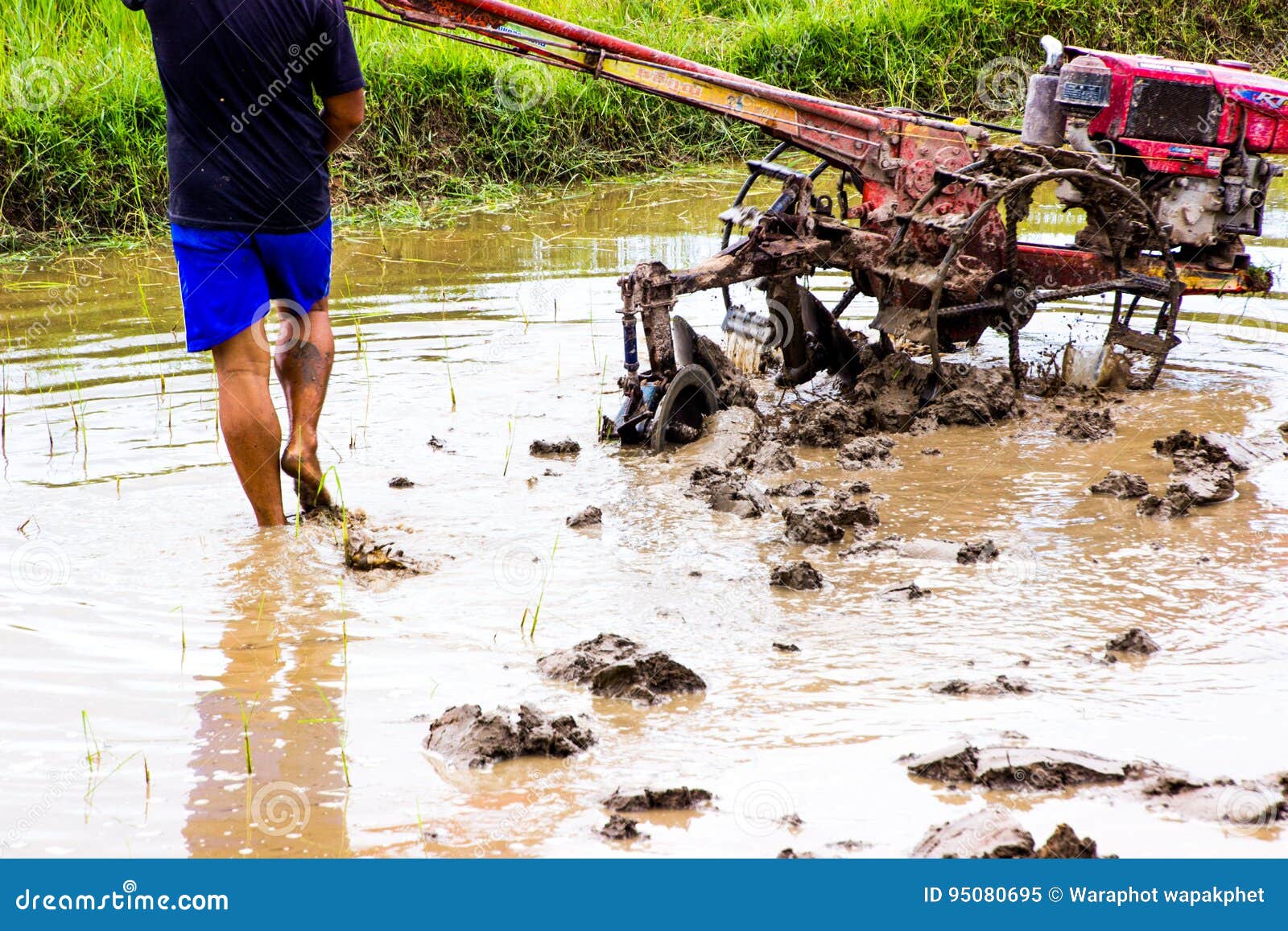 Farmer Rice Farmers Grow Rice, Plow. Stock Image - Image of cereal ...