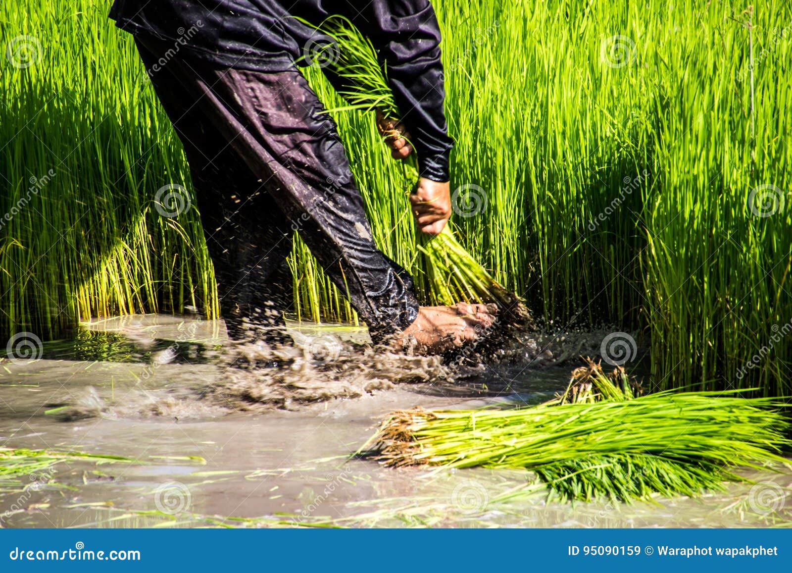 Farmer Rice Farmers Grow Rice, Plow. Stock Image - Image of food ...