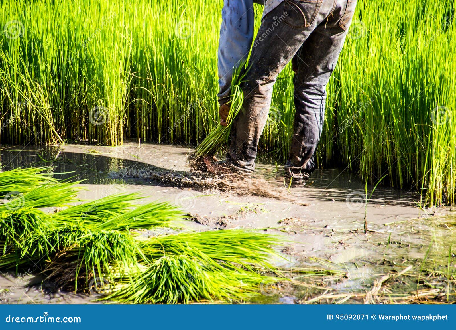 Farmer Rice Farmers Grow Rice, Plow. Stock Image - Image of cultivation ...