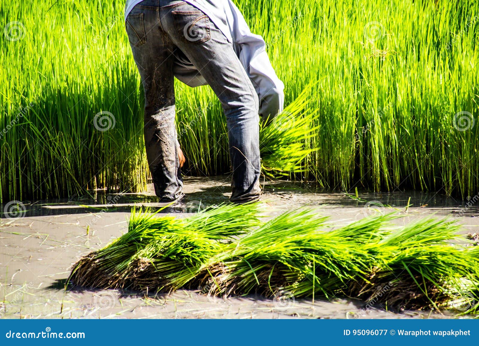 Farmer Rice Farmers Grow Rice, Plow. Stock Image - Image of male ...