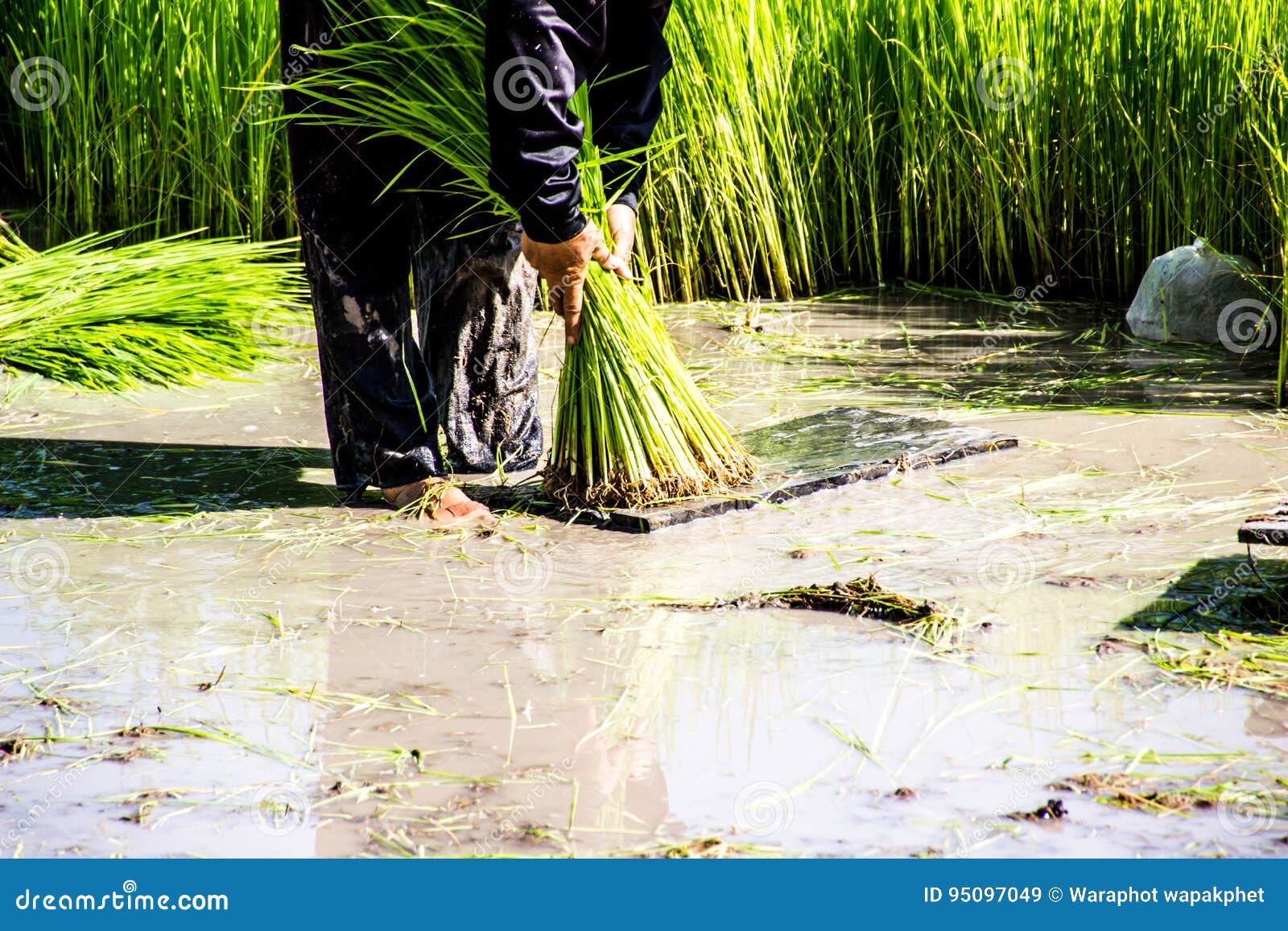 Farmer Rice Farmers Grow Rice, Plow. Stock Image - Image of harvest ...