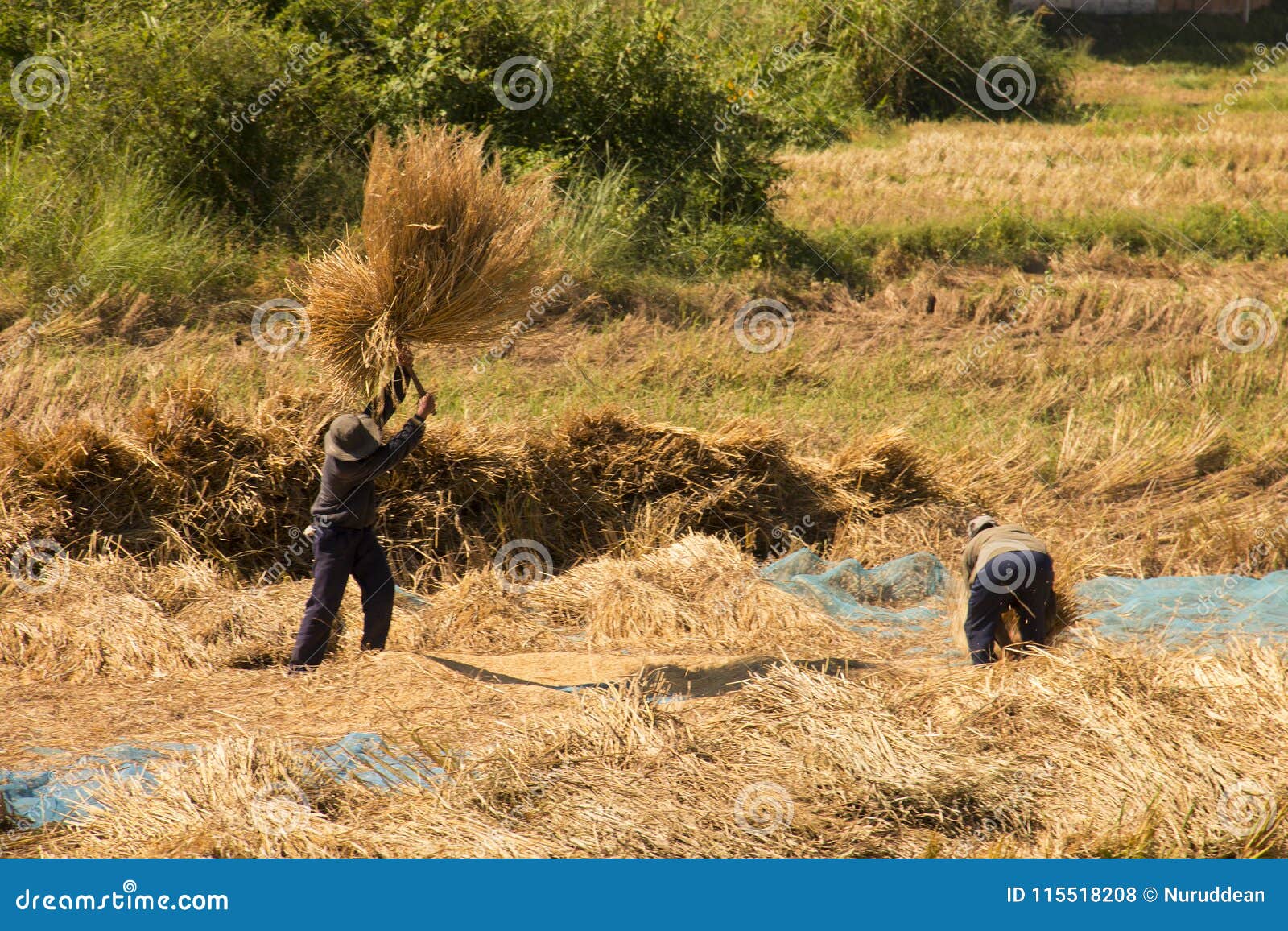 Farmer Rice Farming in Thailand Editorial Stock Photo - Image of people ...