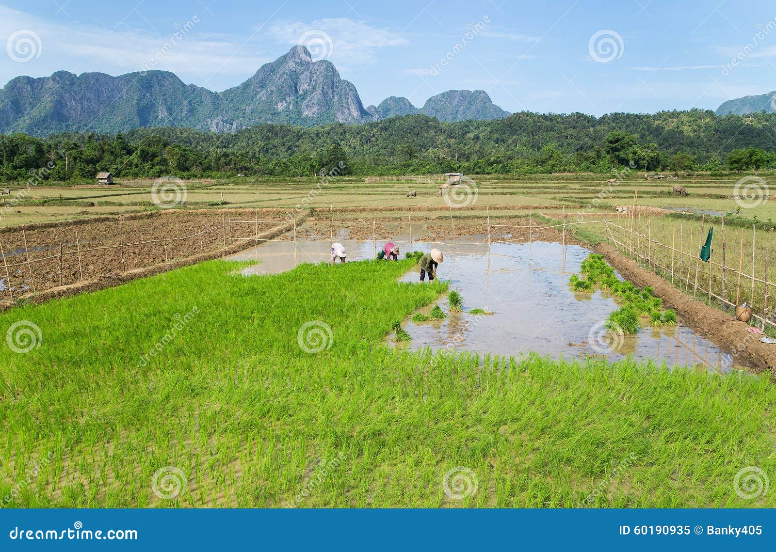 Farmer Rice Farming ,Vangvieng Stock Image - Image of countryside ...