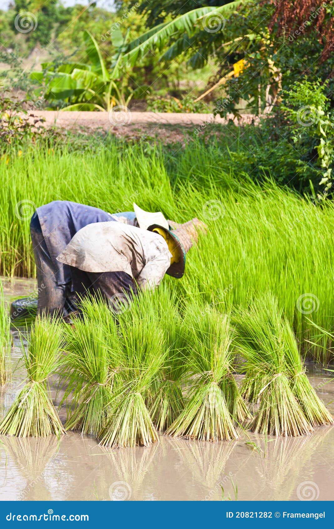 Farmer in rice field stock photo. Image of blue, grass - 20821282