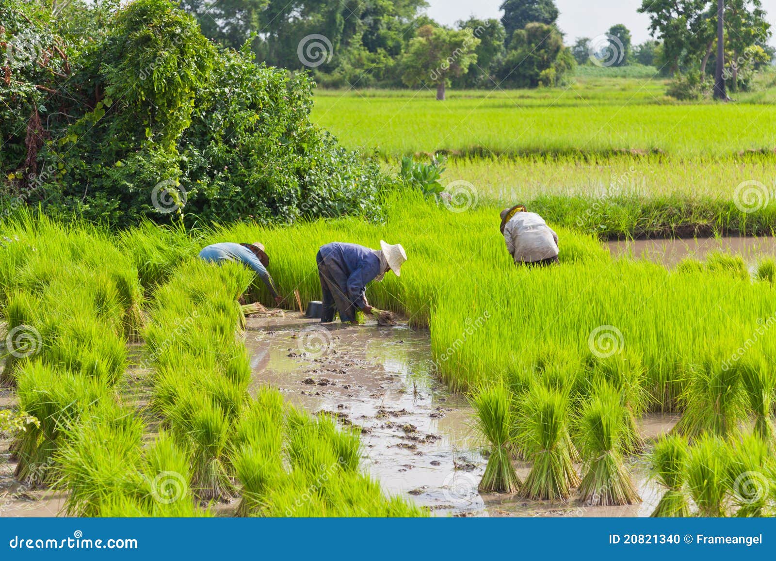 Farmer in rice field stock photo. Image of harvest, farmer - 20821340