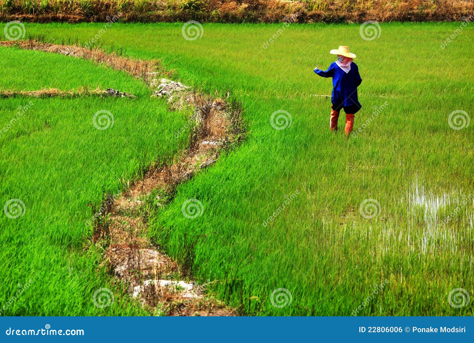 Farmer in rice field stock photo. Image of moutain, plant - 22806006
