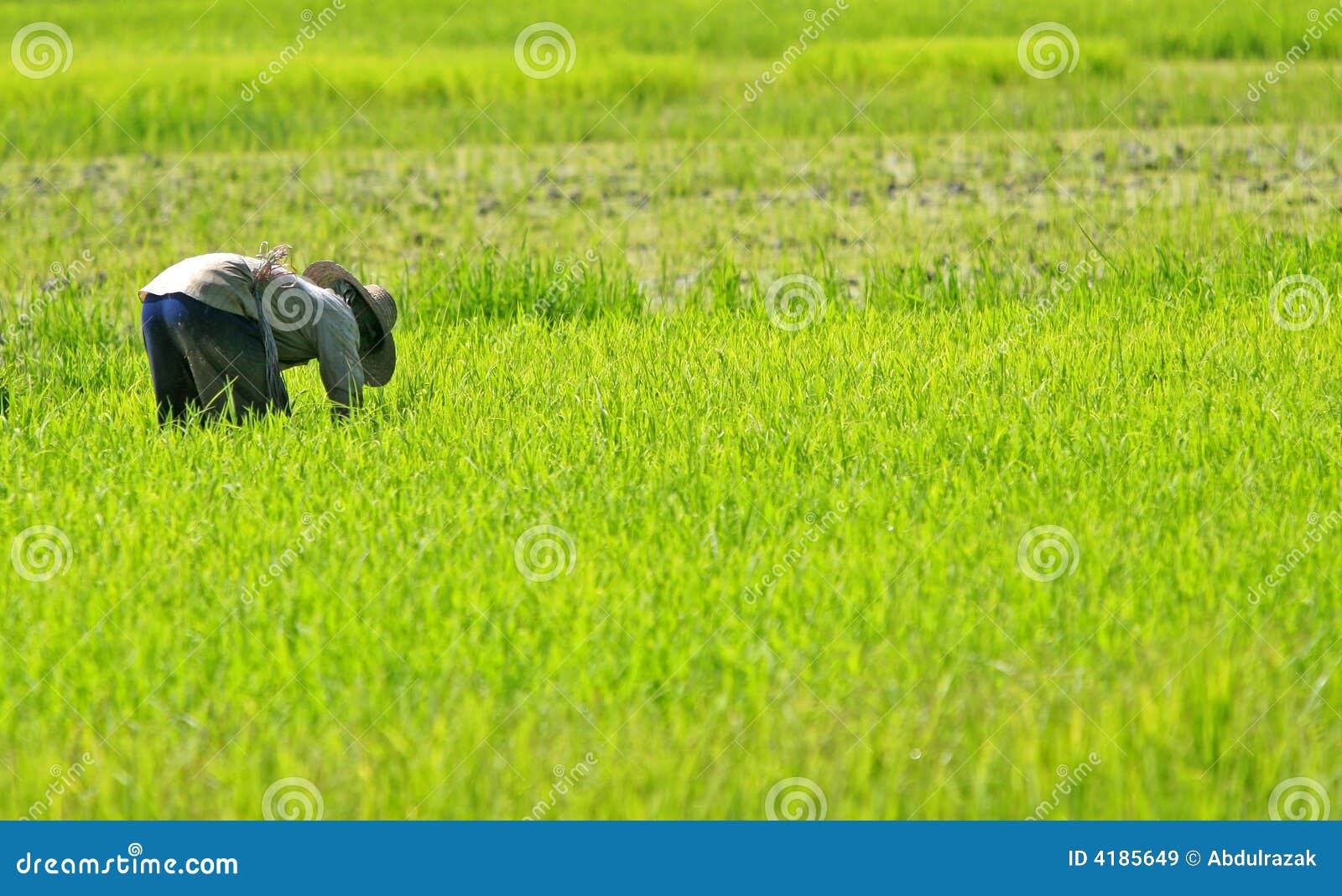 Farmer in rice field stock image. Image of agriculture - 4185649