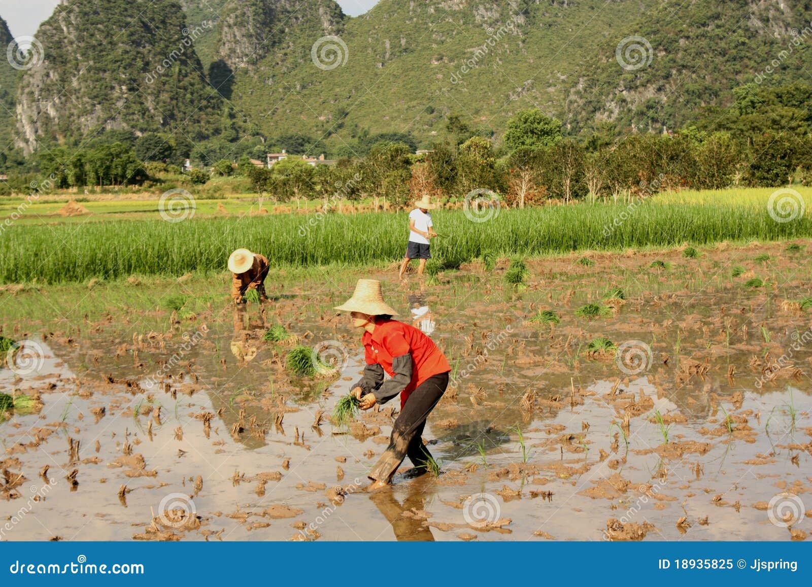 Farmer in Rice Field of China Editorial Image - Image of cereal ...