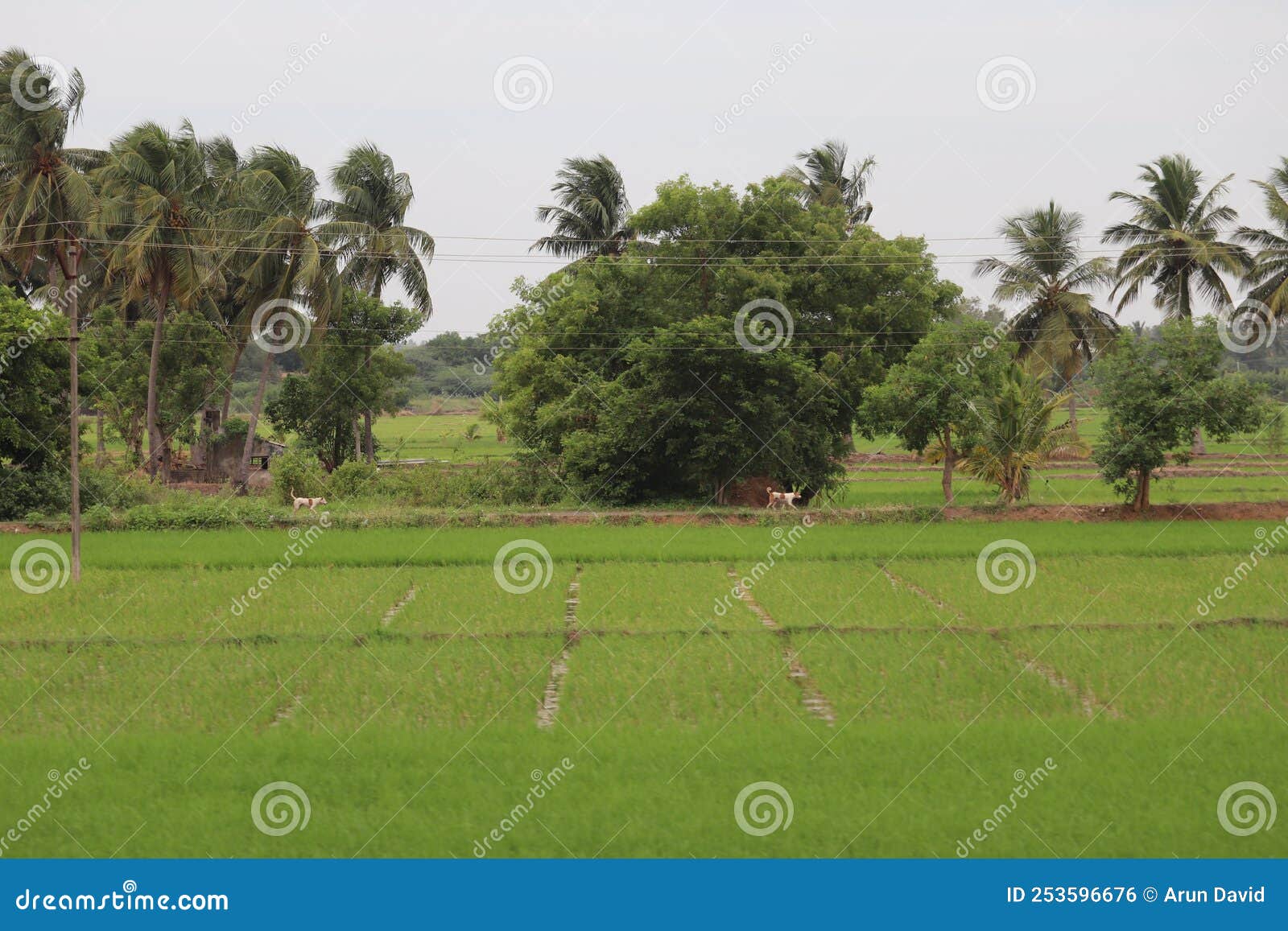 Farmer in Rice Field and C Ount Tree in South Indian Stock Photo ...