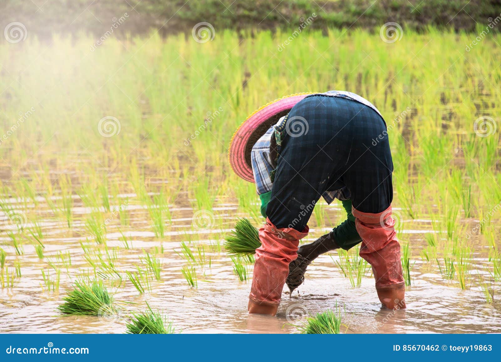Farmer in the rice field stock photo. Image of countryside - 85670462
