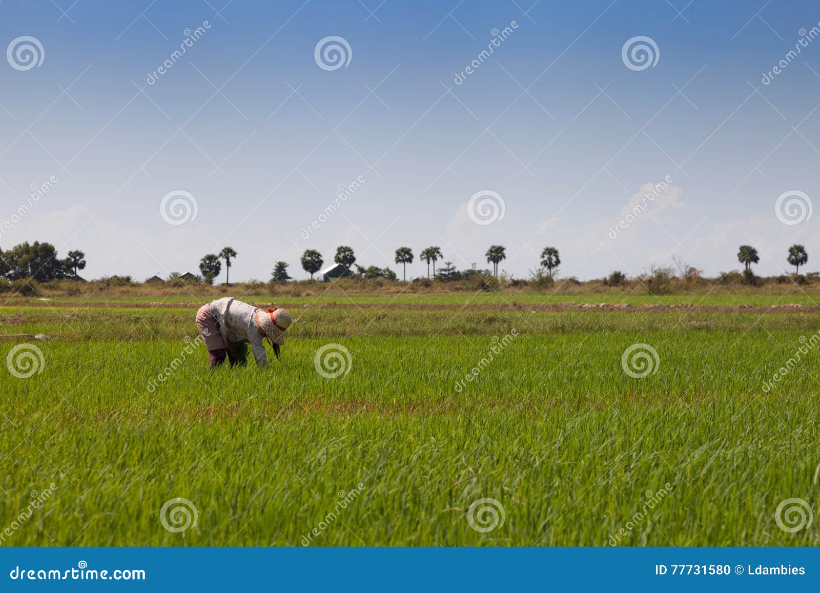 Farmer in rice field stock photo. Image of outdoors, people - 77731580