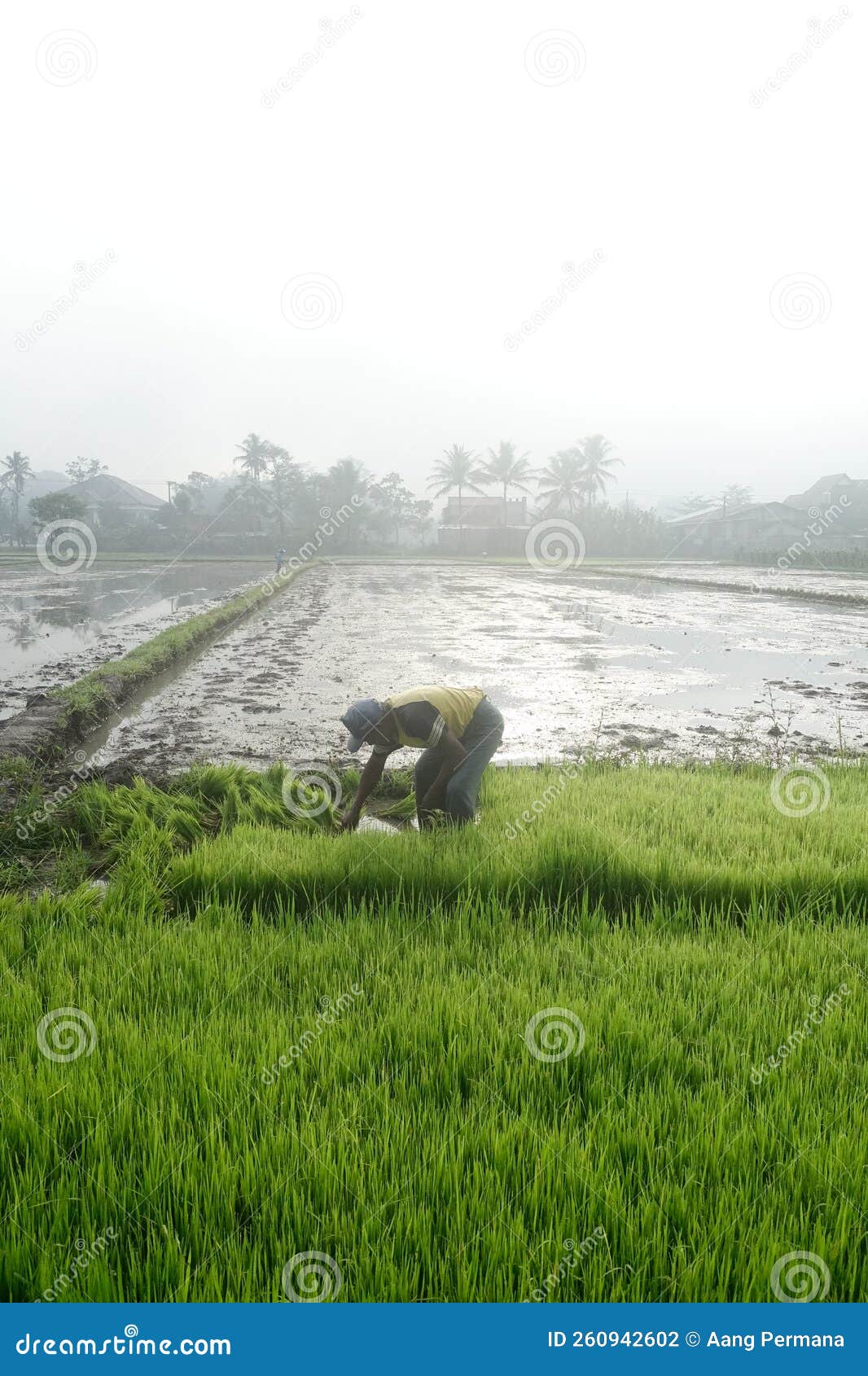 Farmer in the Rice Fields Planting Rice. Editorial Photography - Image ...