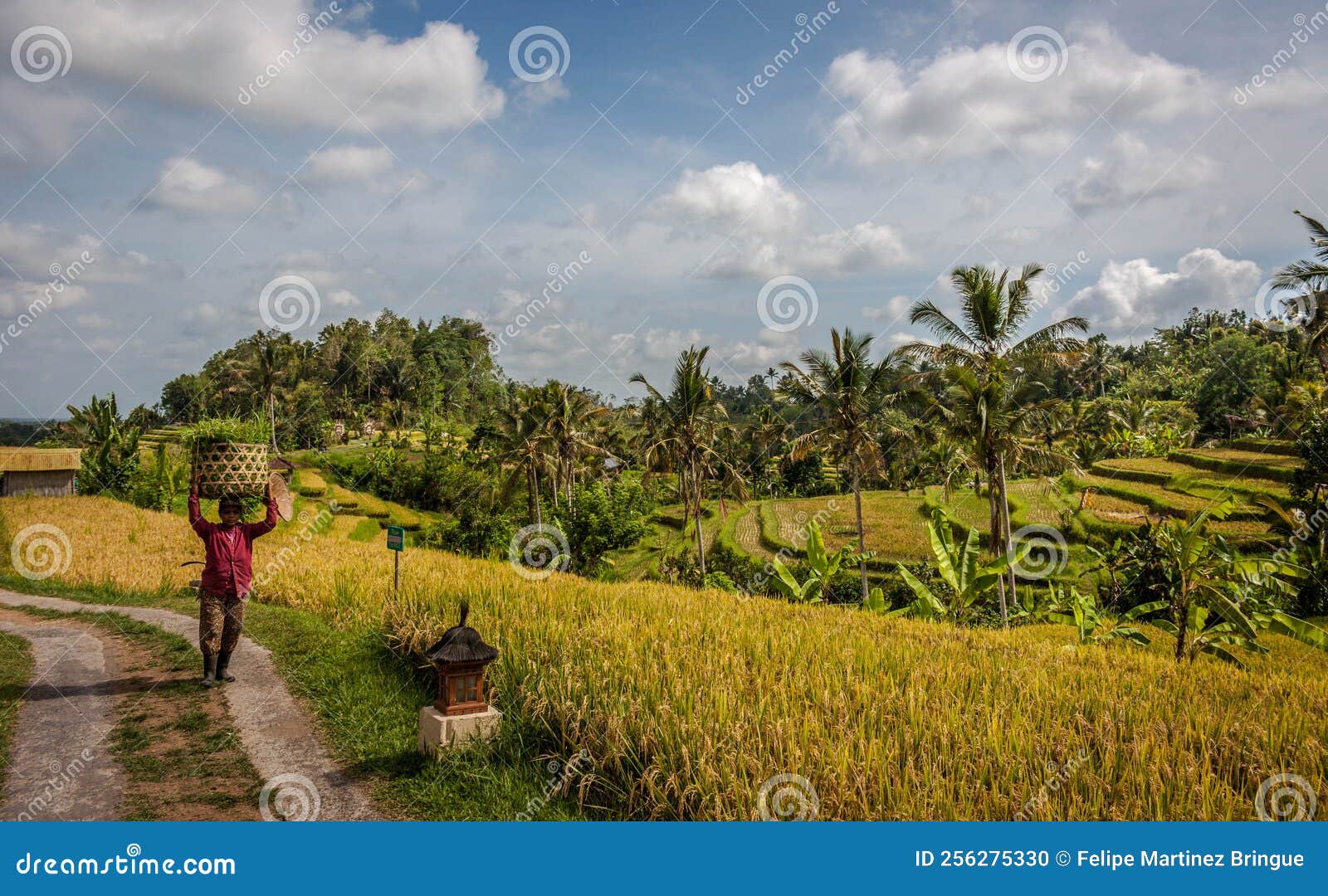 Farmer in Rice Fields in Ubud Stock Photo - Image of plantation ...