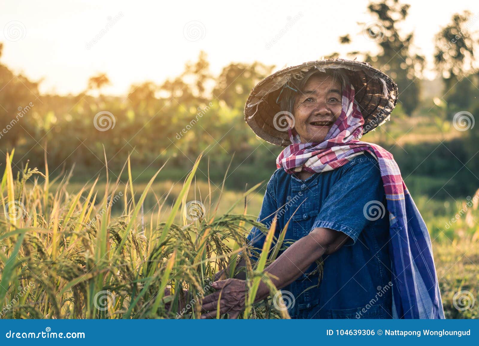 Farmer with rice harvest. stock photo. Image of smile - 104639306