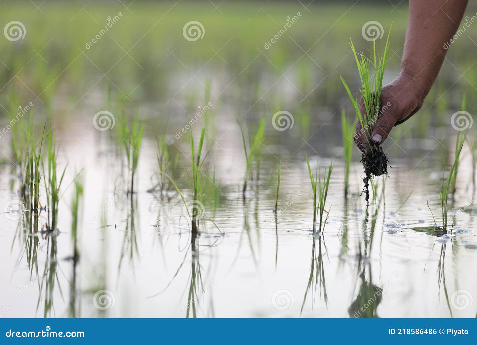 Farmer Rice Planting on Water Stock Photo - Image of lifestyle, grain ...
