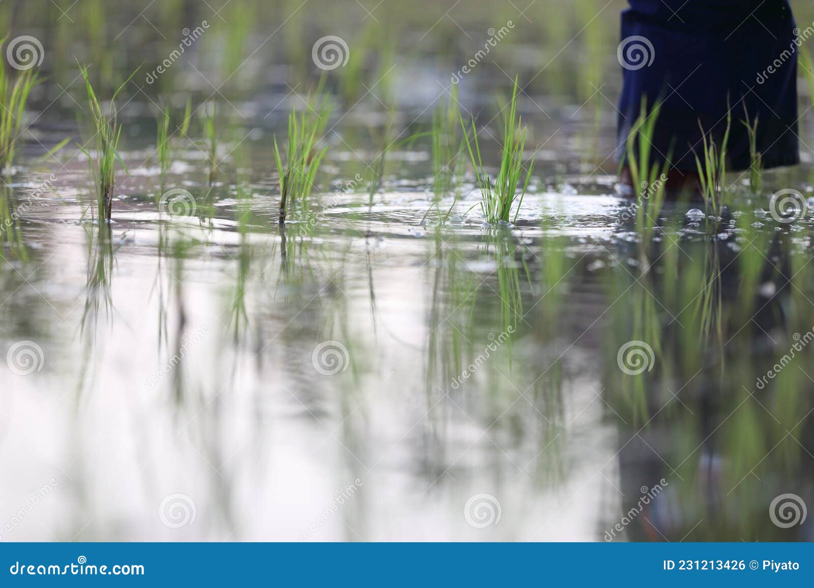Farmer Rice Planting on Water Stock Photo - Image of beautiful, meadow ...