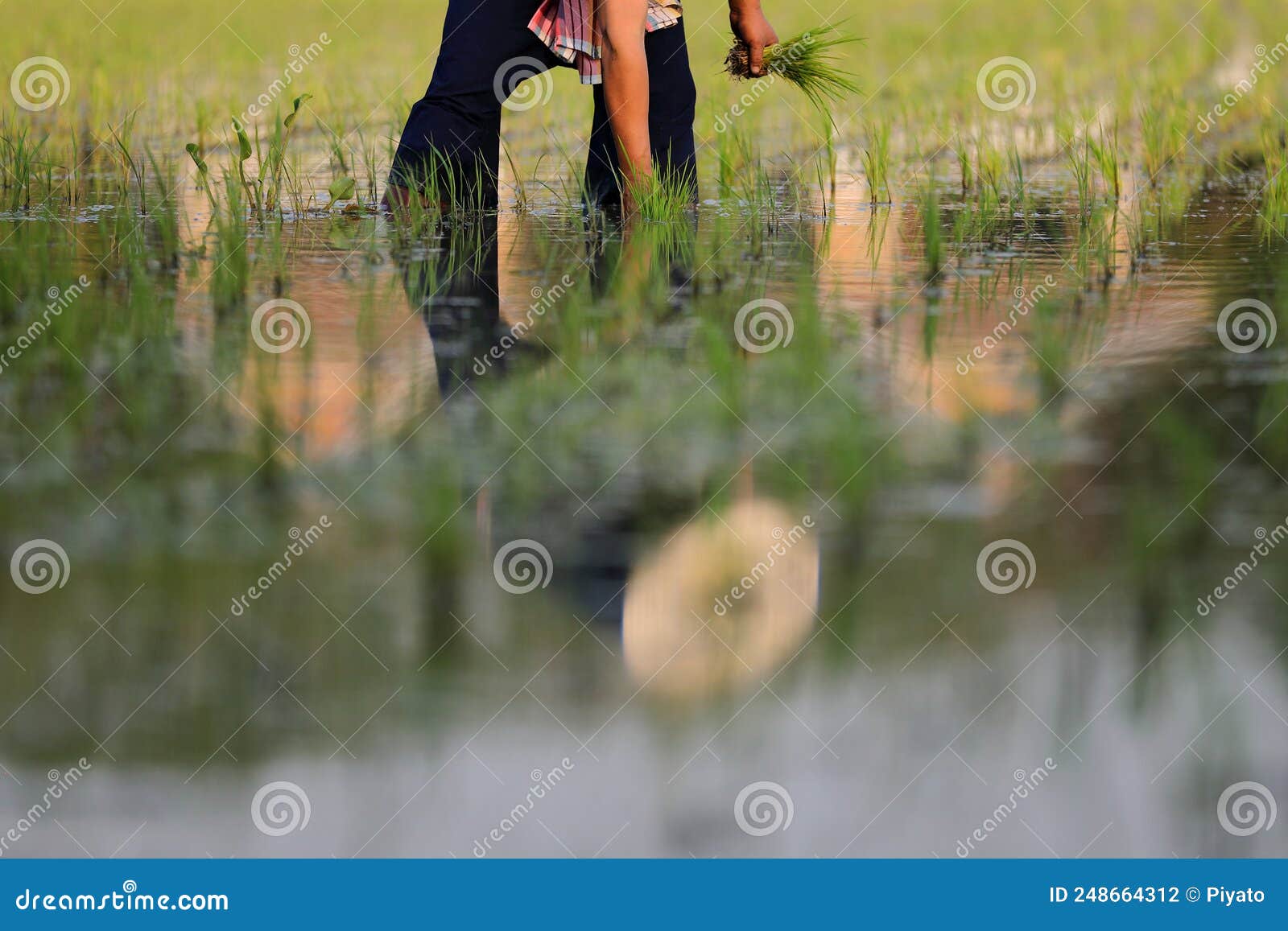 Farmer Rice Planting on Water Stock Photo - Image of farm, male: 248664312