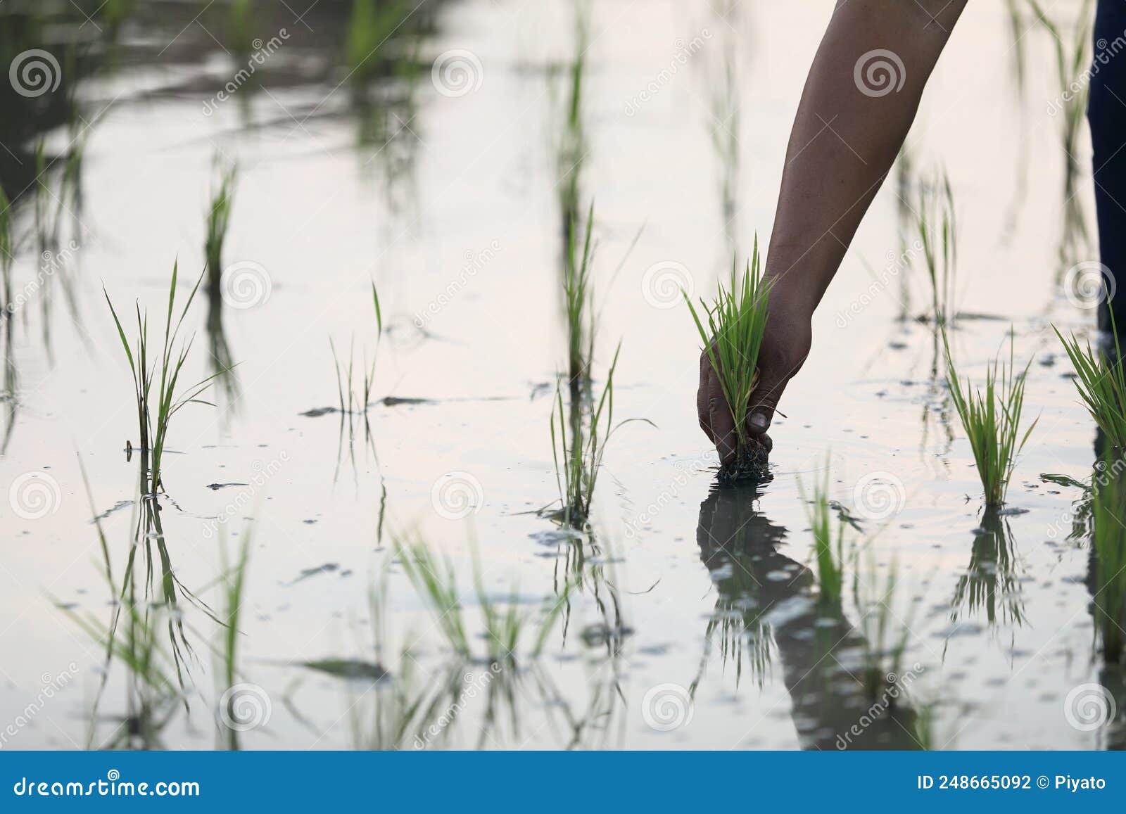 Farmer Rice Planting on Water Stock Photo - Image of lifestyle, natural ...