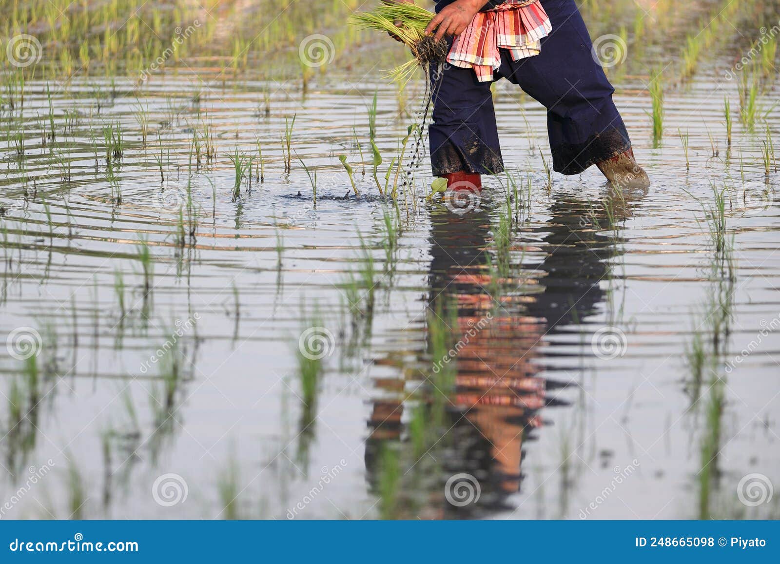 Farmer Rice Planting on Water Stock Photo - Image of cultivate, meadow ...