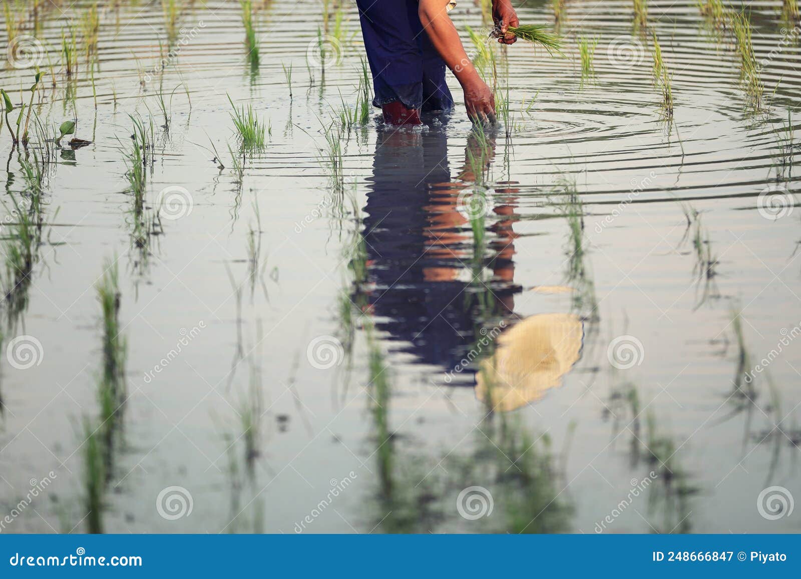 Farmer Rice Planting on Water Stock Image - Image of cultivation ...