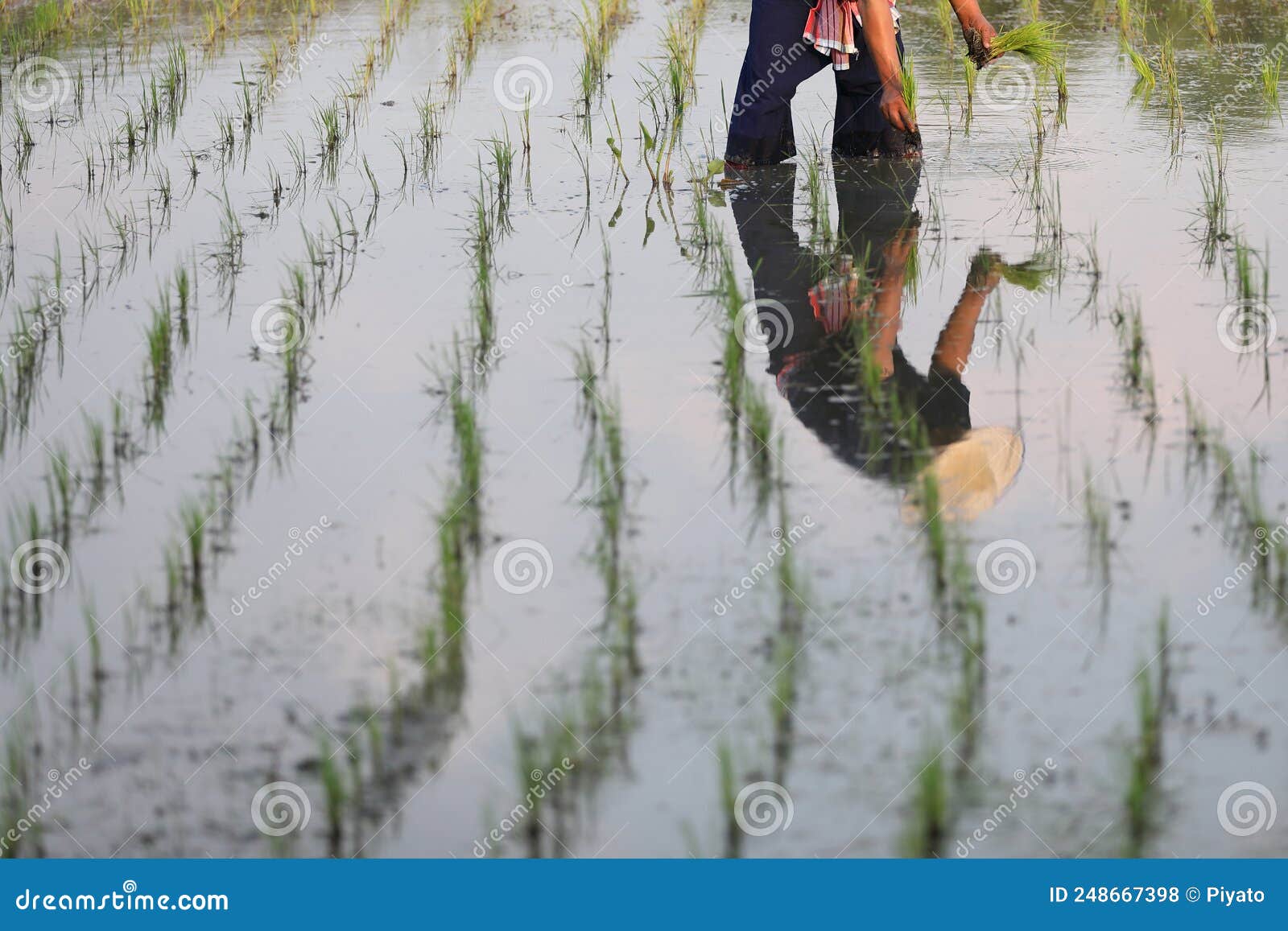 Farmer Rice Planting on Water Stock Photo - Image of cereal, meadow ...