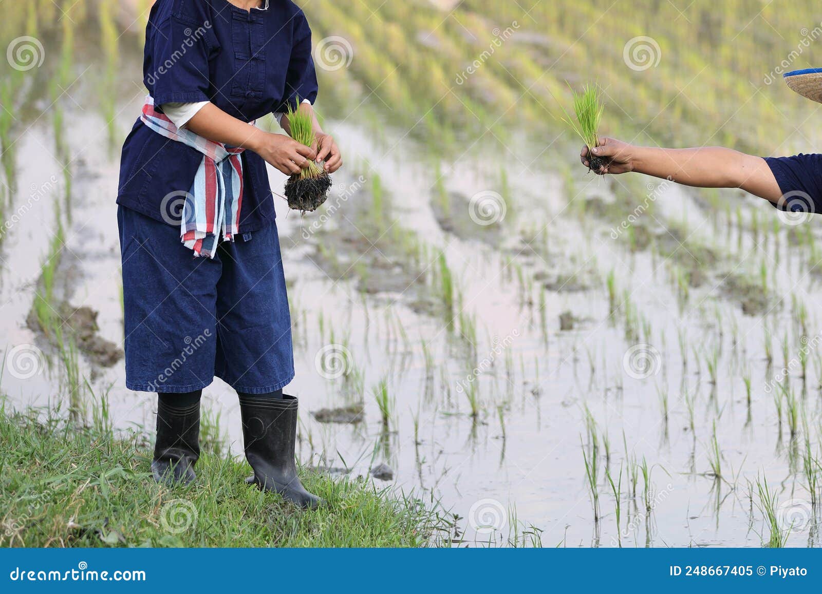 Farmer Rice Planting on Water Stock Image - Image of paddy, natural ...
