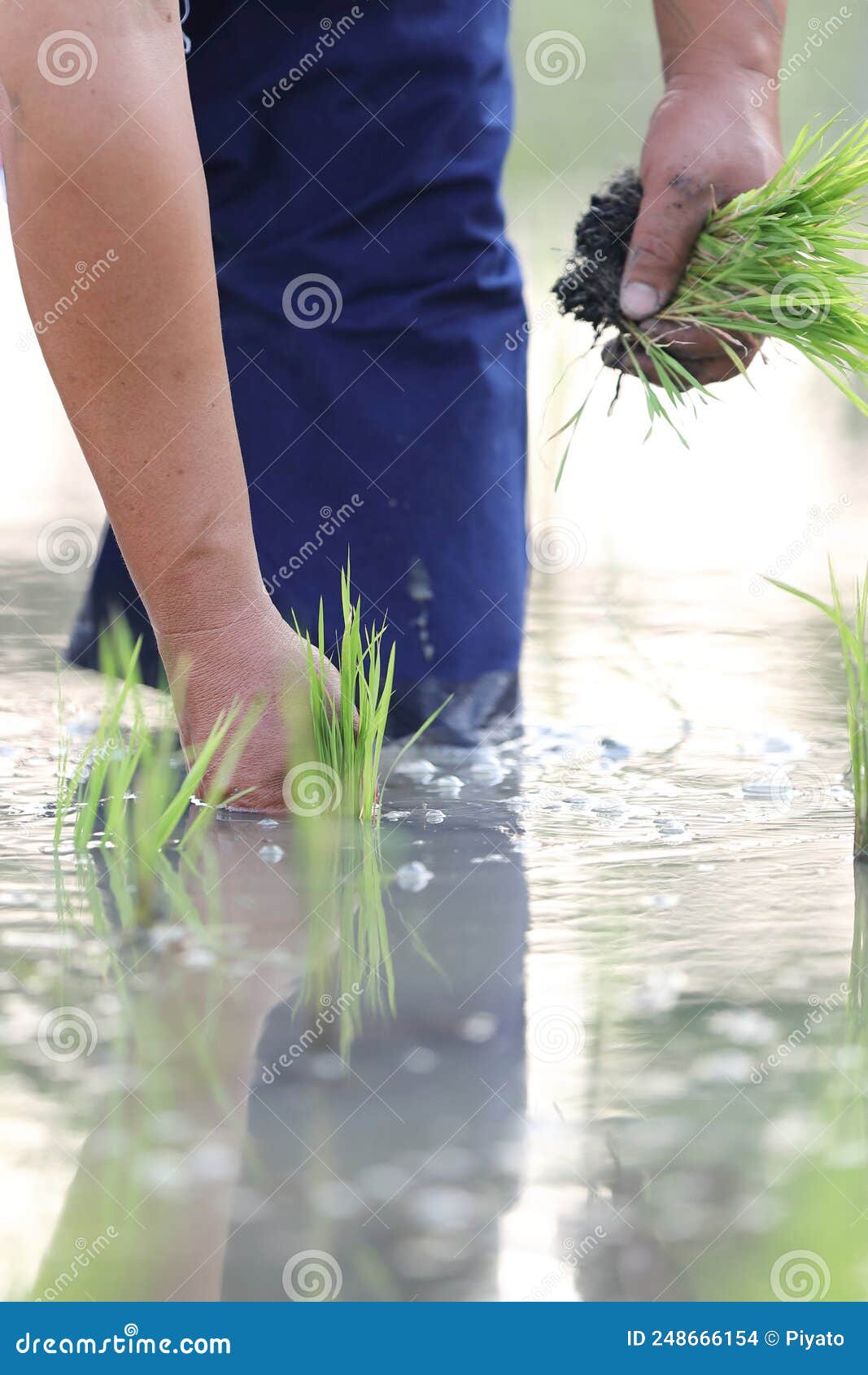 Farmer Rice Planting on Water Stock Photo - Image of growth ...