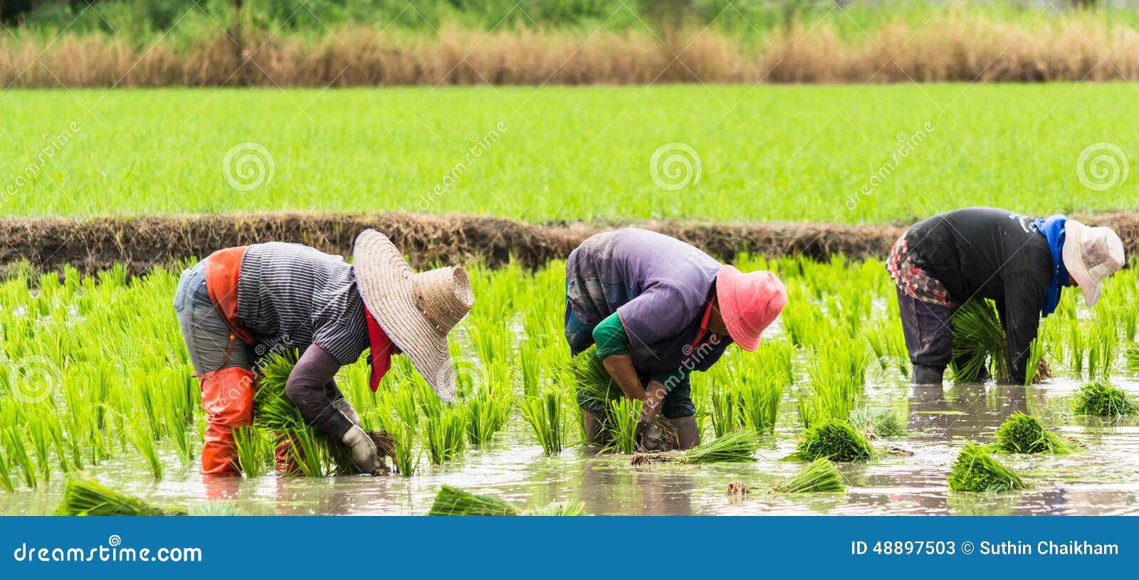 Farmer in ricefield editorial stock photo. Image of field - 48897503
