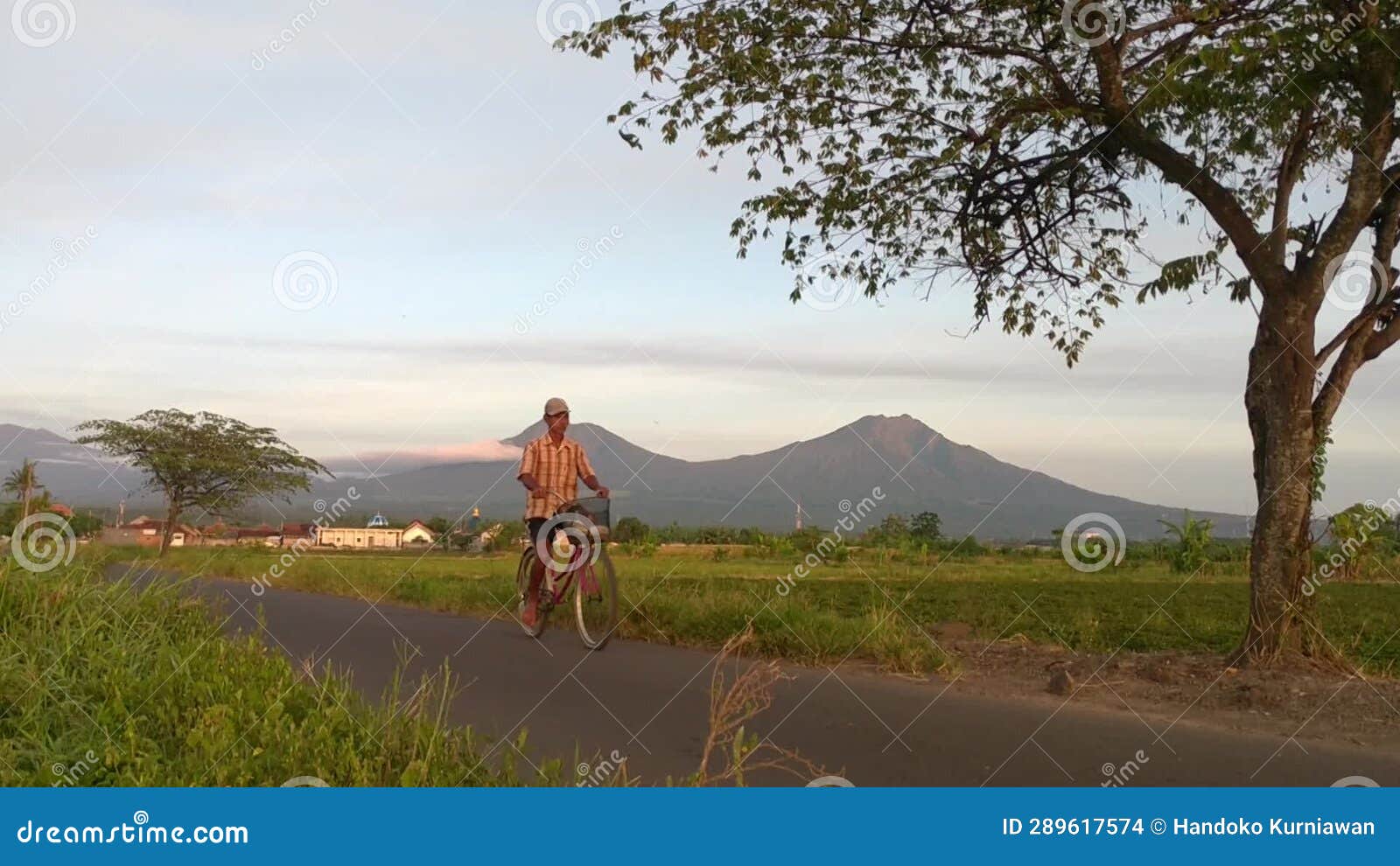 A Farmer is Riding a Bicycle through the Rice Fields in the Morning ...