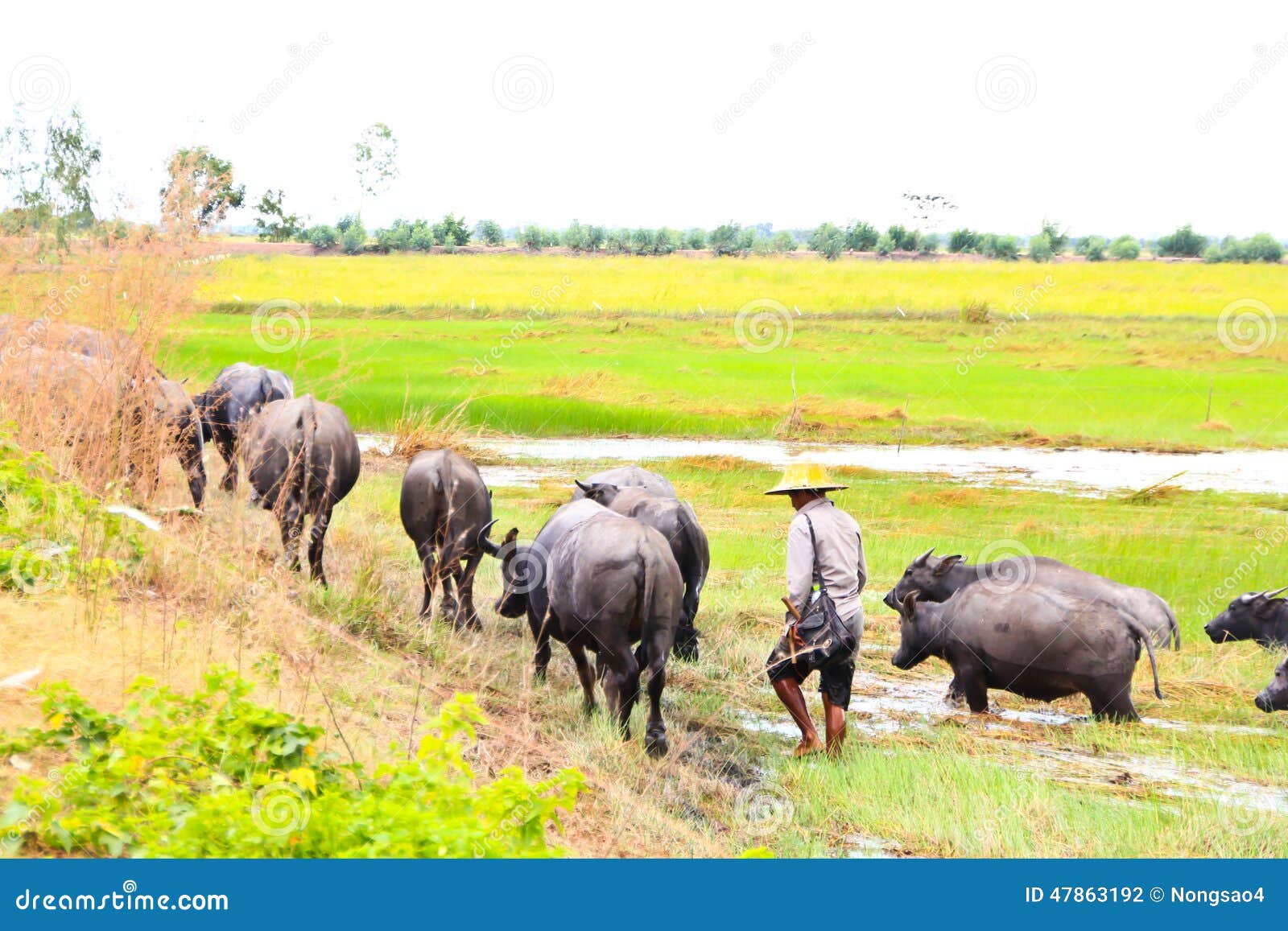 Farmer Round Up Buffalo Herd Editorial Photography - Image of horn ...