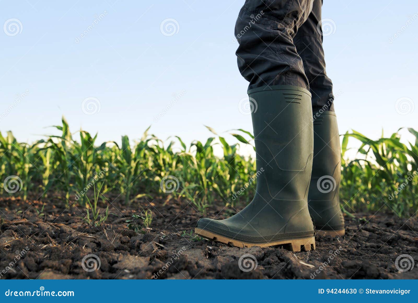 Farmer in Rubber Boots Standing in Corn Field Stock Photo - Image of ...