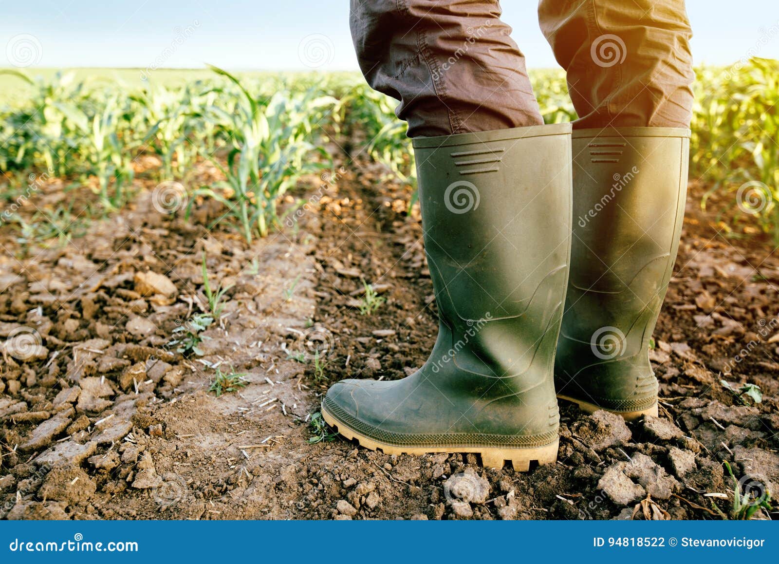 Farmer in Rubber Boots Standing in Corn Field Stock Photo - Image of ...