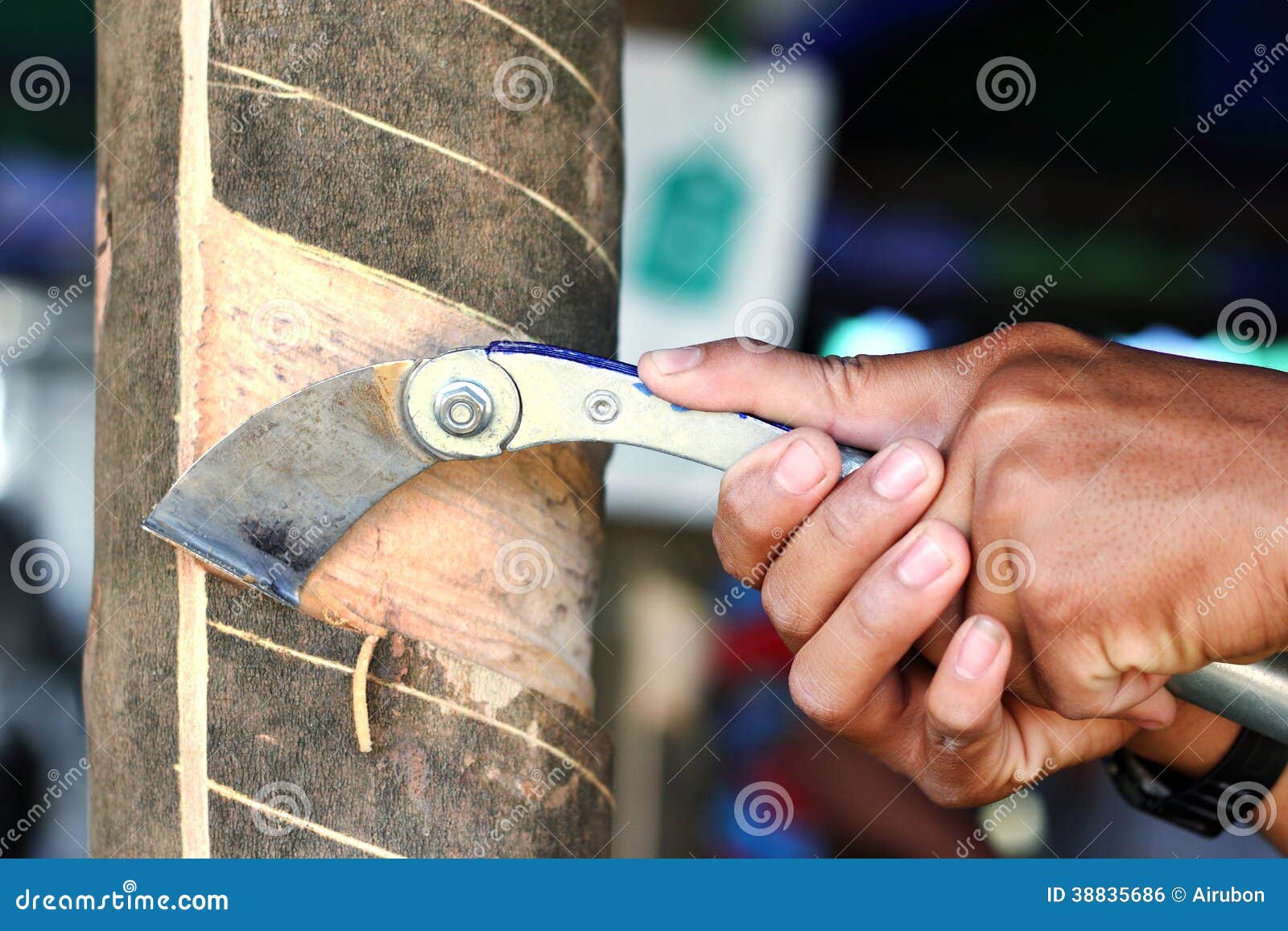 Rubber Tapping Knife Stock Image | CartoonDealer.com #39246223