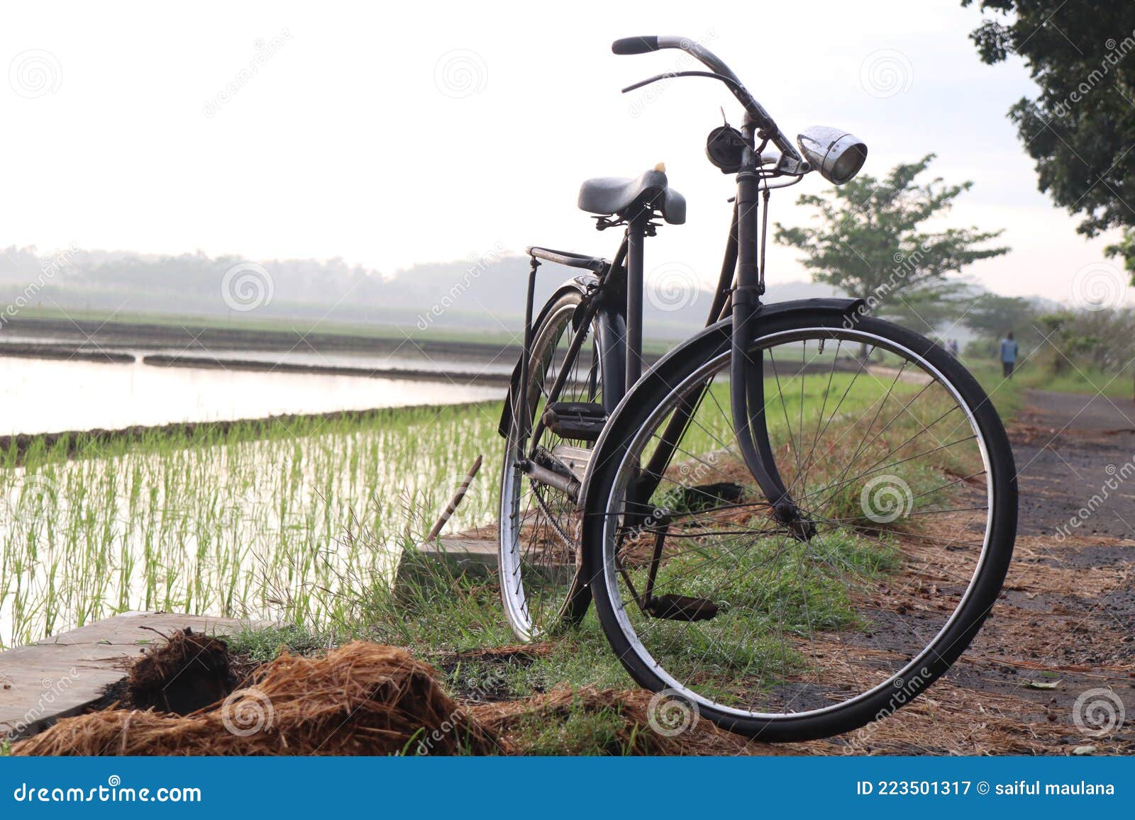 Farmer S Bicycle Rice Field Background Editorial Photography - Image of ...
