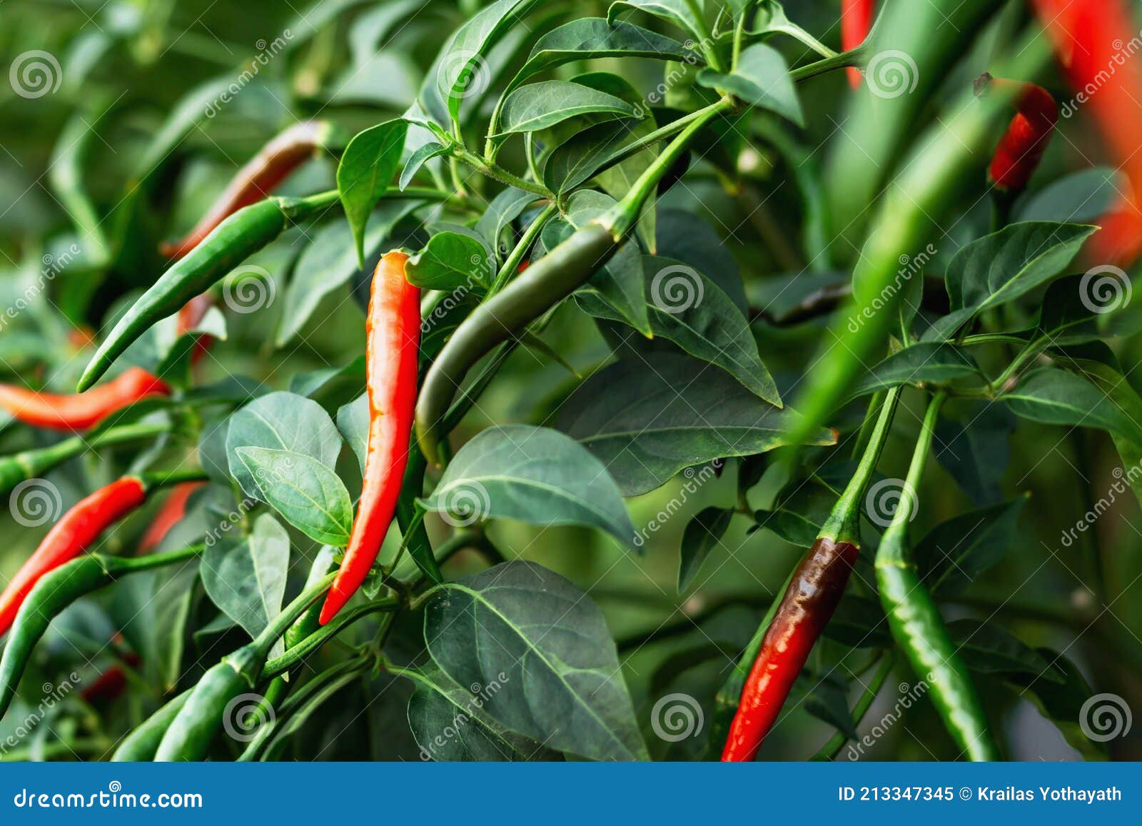The Farmer S Chili Farm is Now Harvesting Stock Image - Image of ...