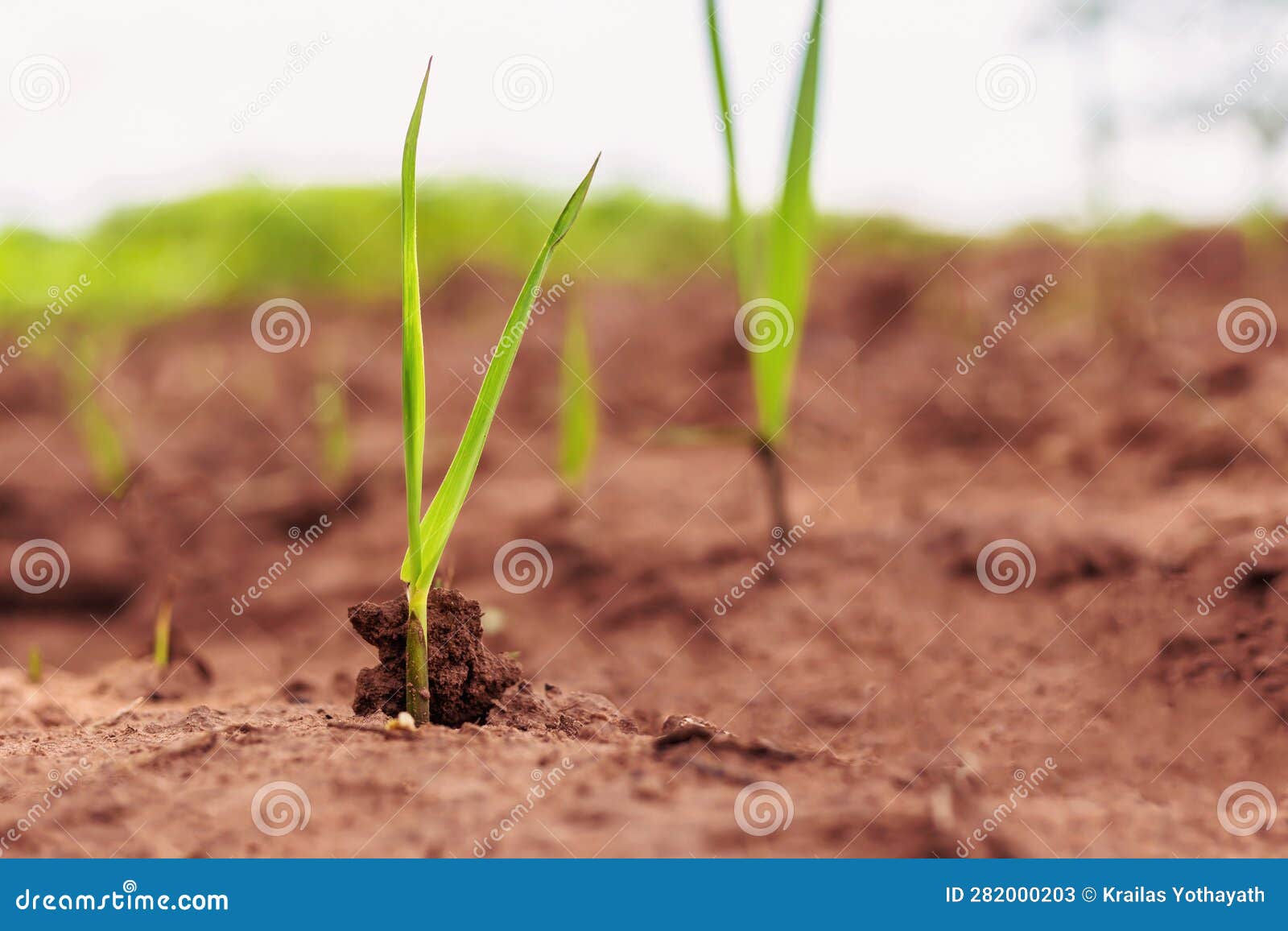 Farmer S Crops Sprouting from the Soil Stock Image - Image of nature ...