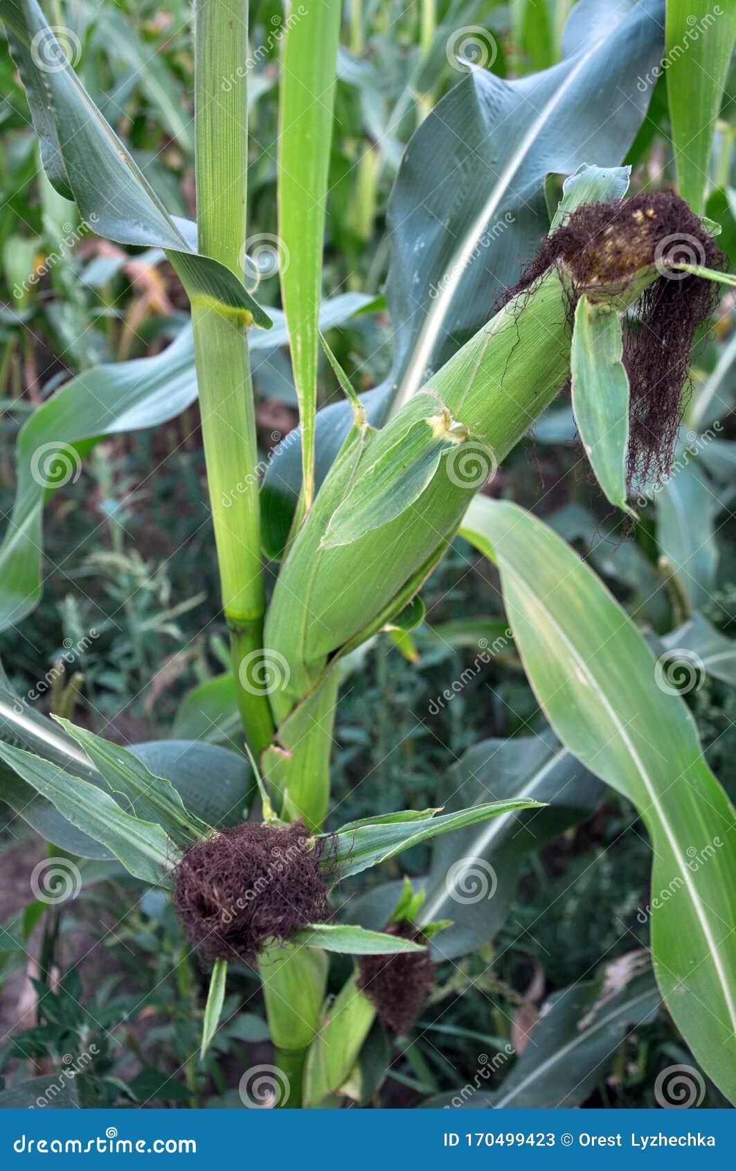 The Cob Ripens on a Corn Stalk Stock Image - Image of agriculture ...