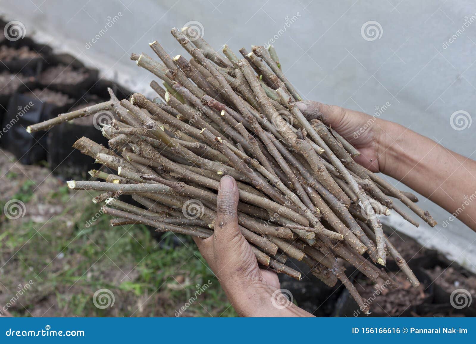 Stem Cutting, Grafting, Hardwood Cutting, Or Softwood Cutting Tree For ...