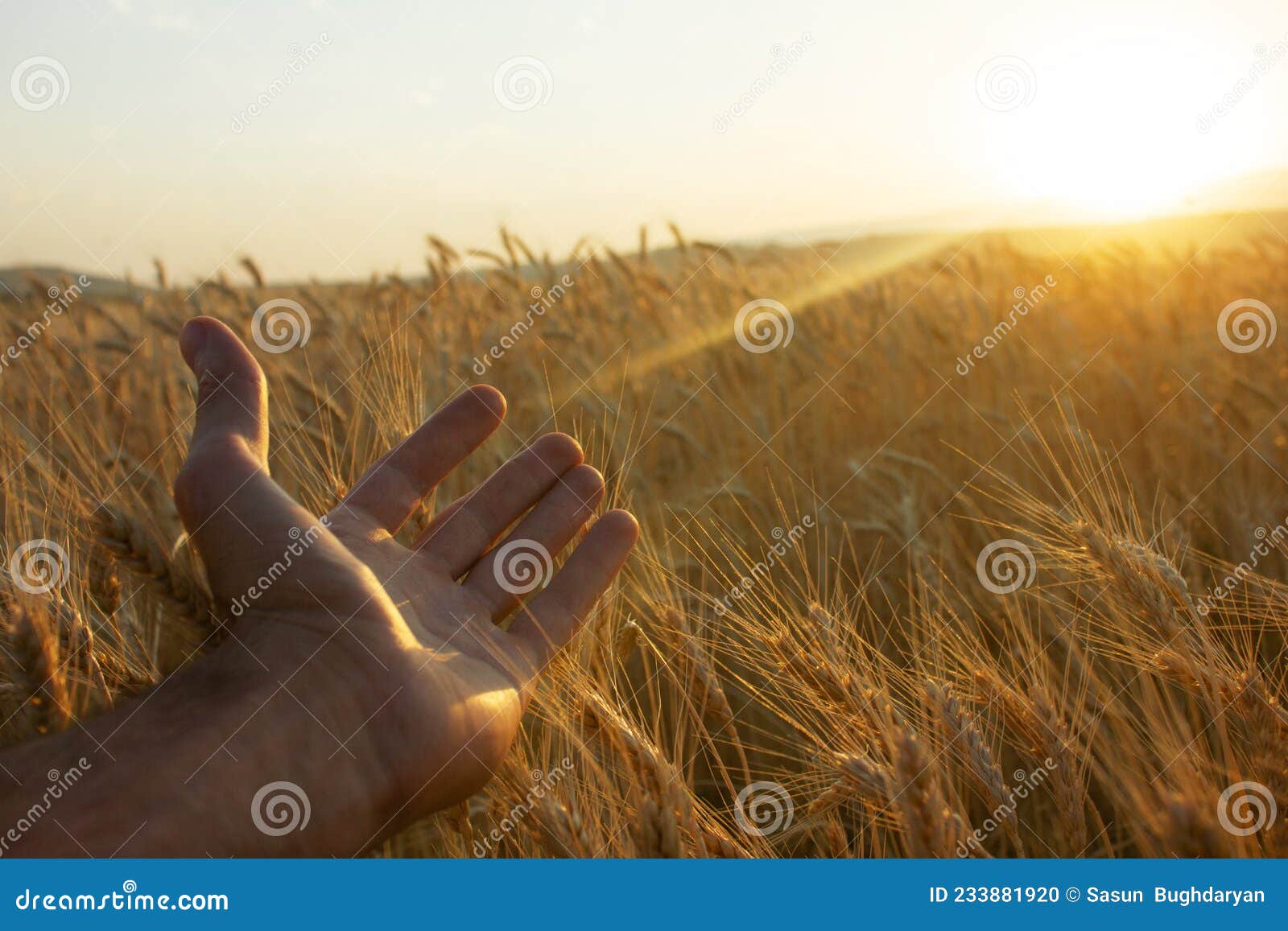 Farmer`s Hand Caressing Wheat Stock Photo - Image of crop, wheat: 233881920