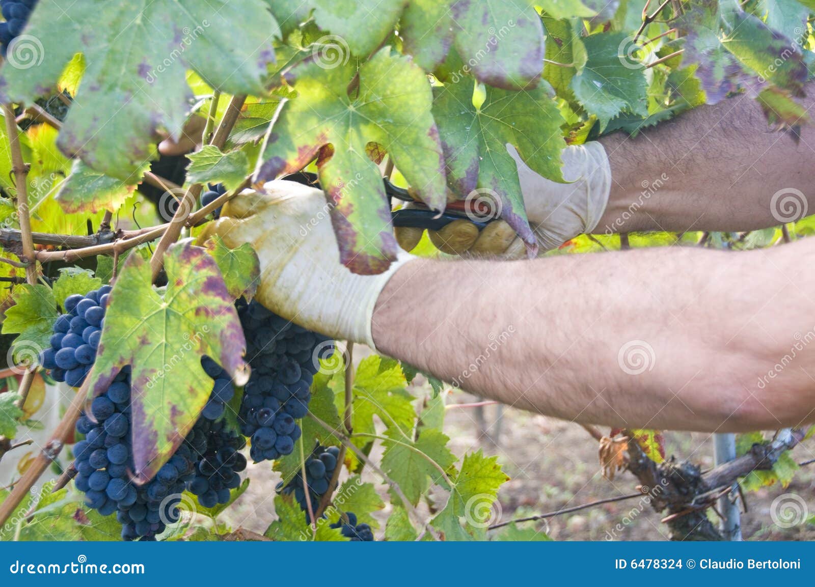 Farmer s hand and grapes stock photo. Image of crop, outdoor - 6478324