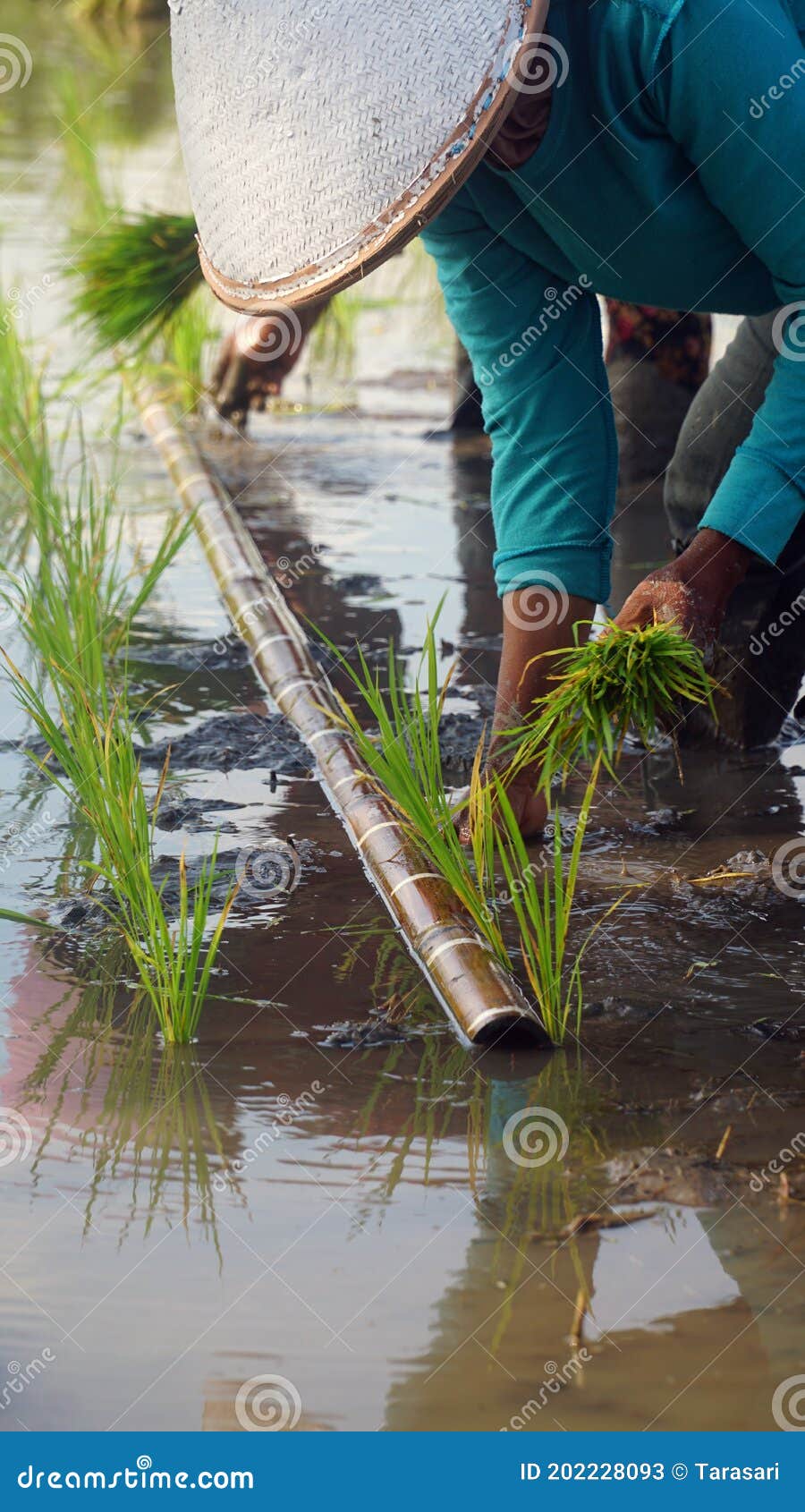 A Farmer`s Hand is Planting Rice in a Rice Field Stock Image - Image of ...
