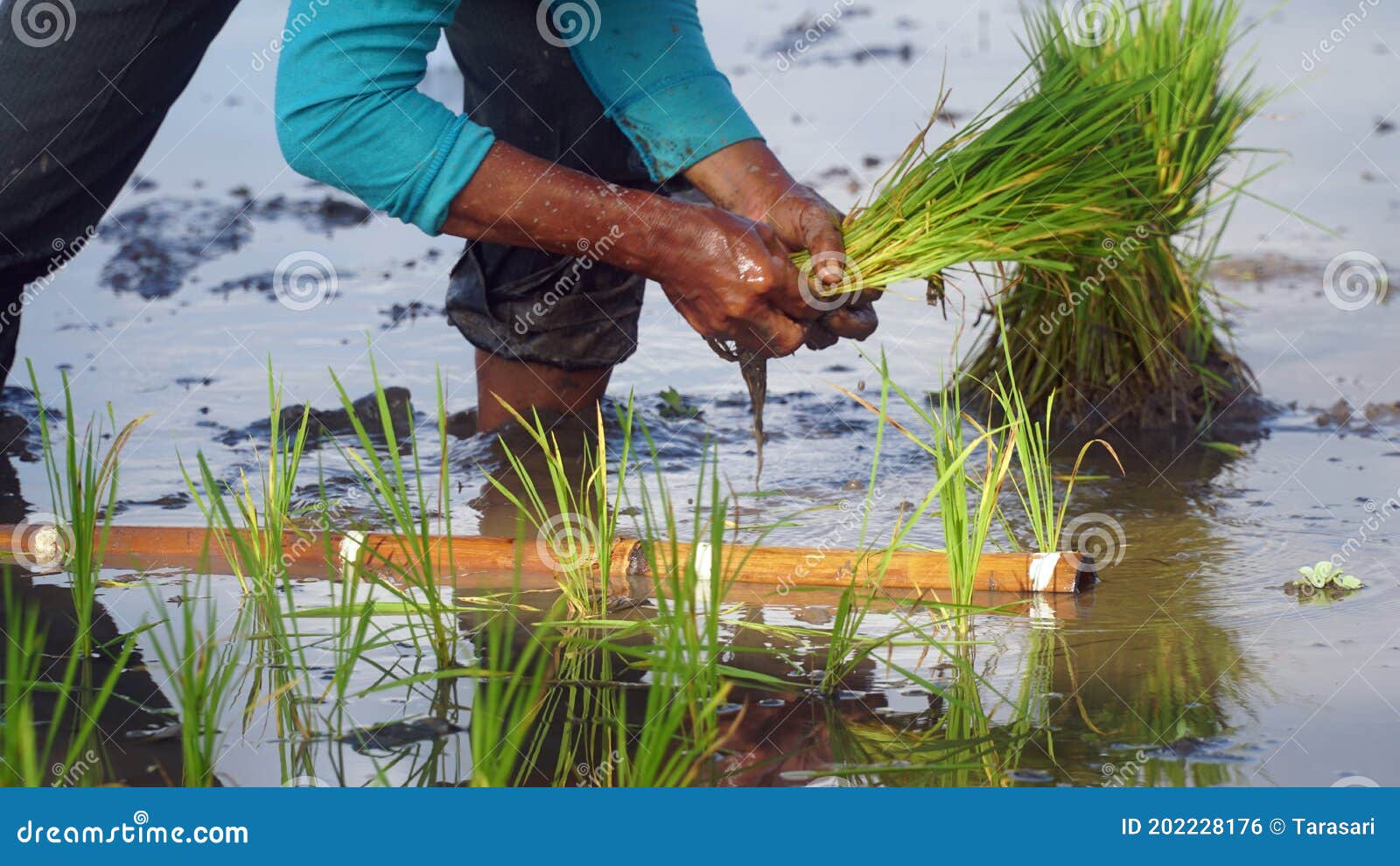 A Farmer`s Hand is Planting Rice in a Rice Field Stock Illustration ...