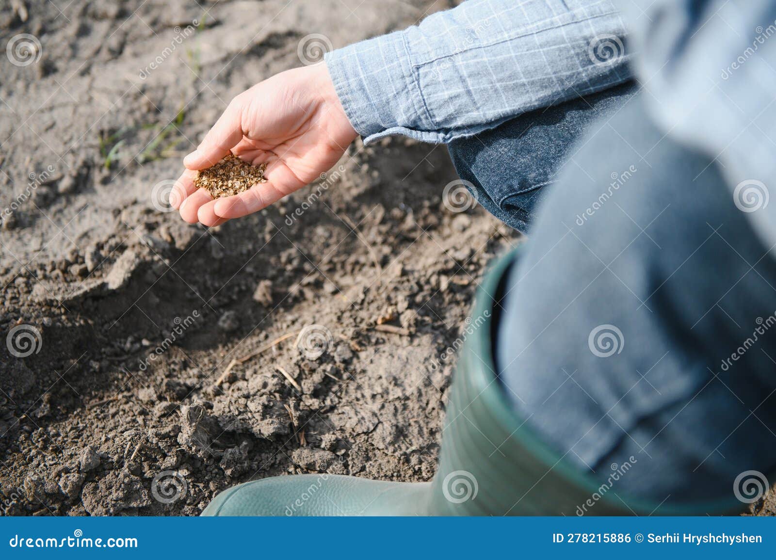 Farmer& X27;s Hand Planting Seed in Soil Stock Photo - Image of ...