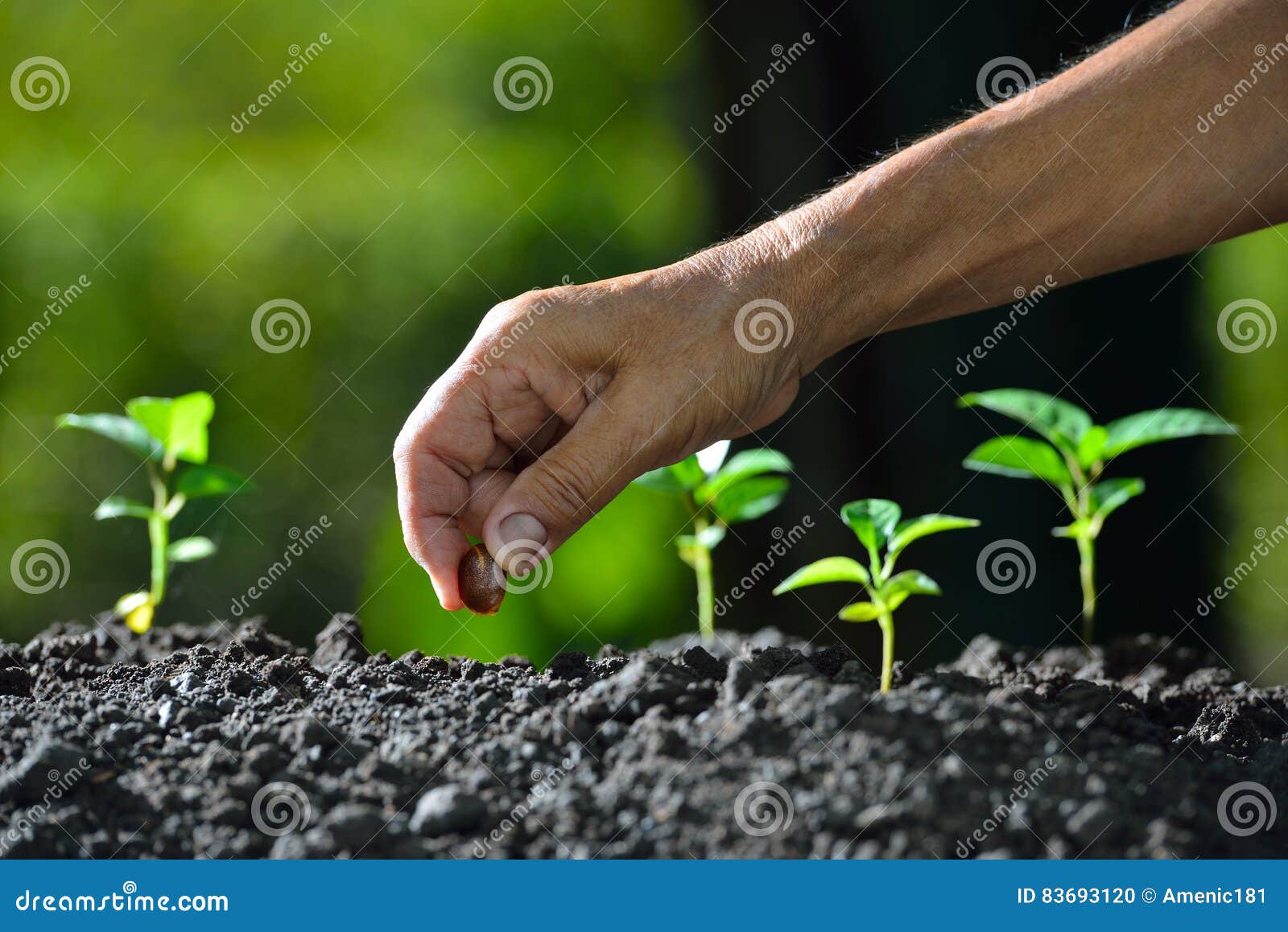 Farmer`s Hand Planting a Seed Stock Photo - Image of country, closeup ...
