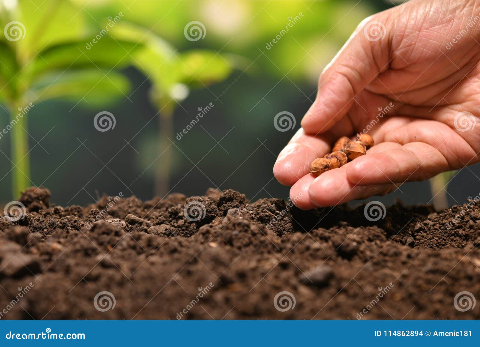 Farmer`s Hand Planting Seeds Stock Photo - Image of land, agriculture ...