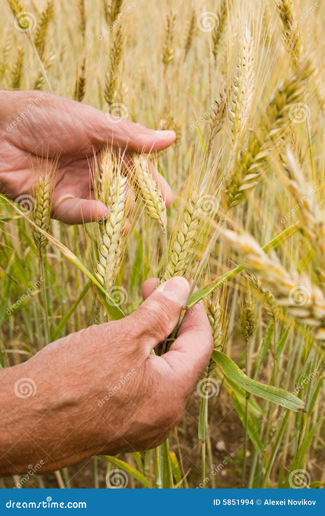 Farmer s hands stock photo. Image of male, farm, countryside - 5851994