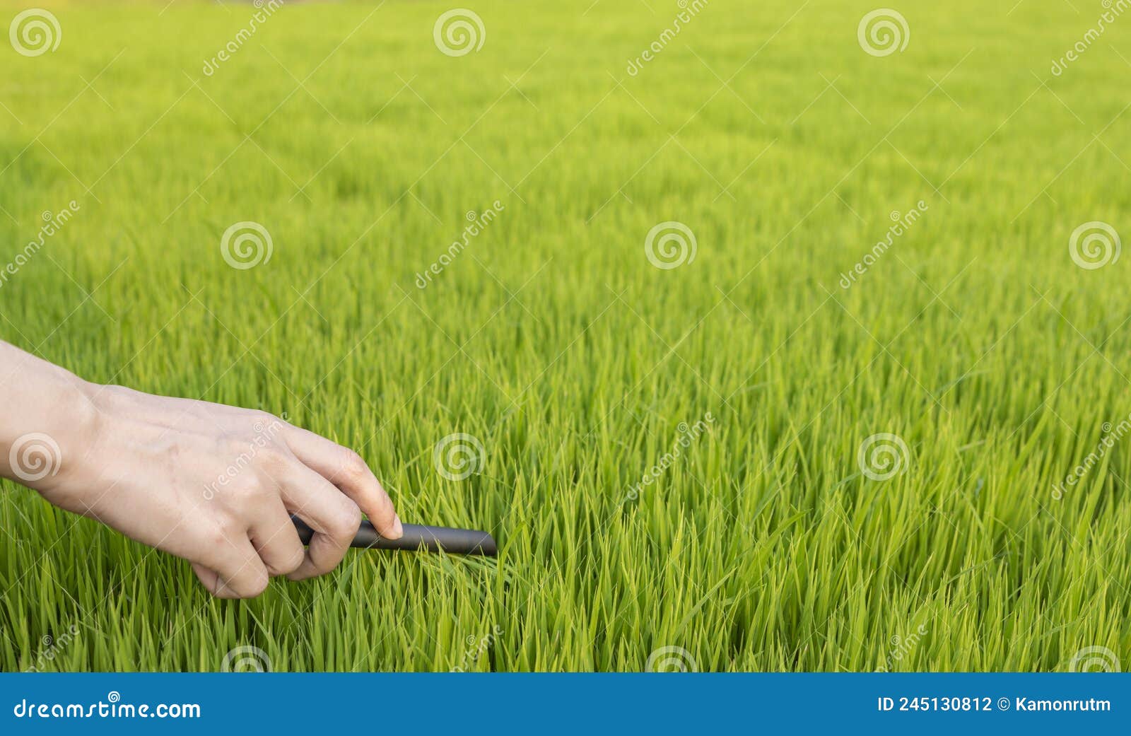 Modern Method of Rice Planting. Stock Photo - Image of nature, land ...